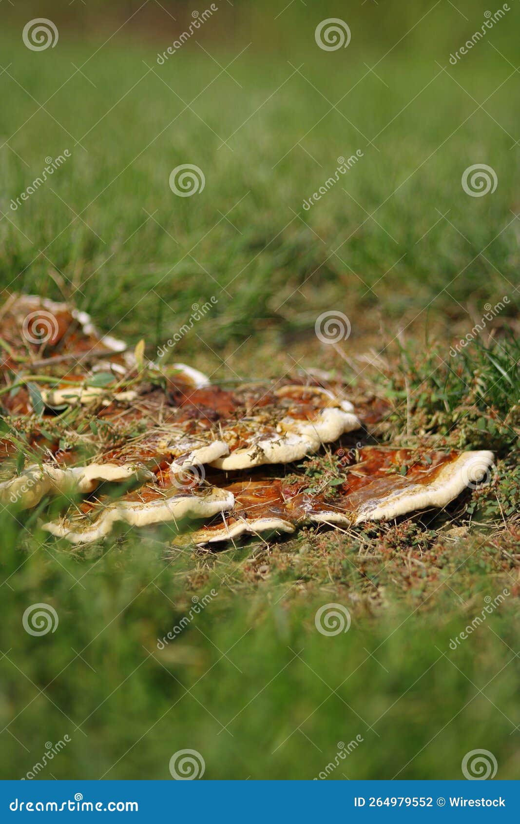 Cierre De Hongos De Corchete En El Prado Verde. Foto de archivo ...