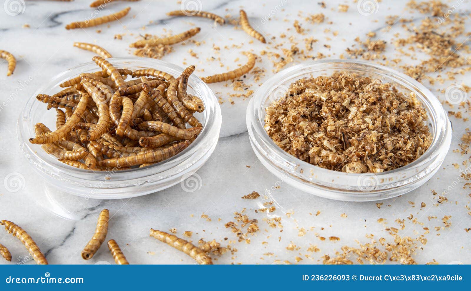 Cierre De Insectos Comestibles Imagen de archivo - Imagen de grilled ...