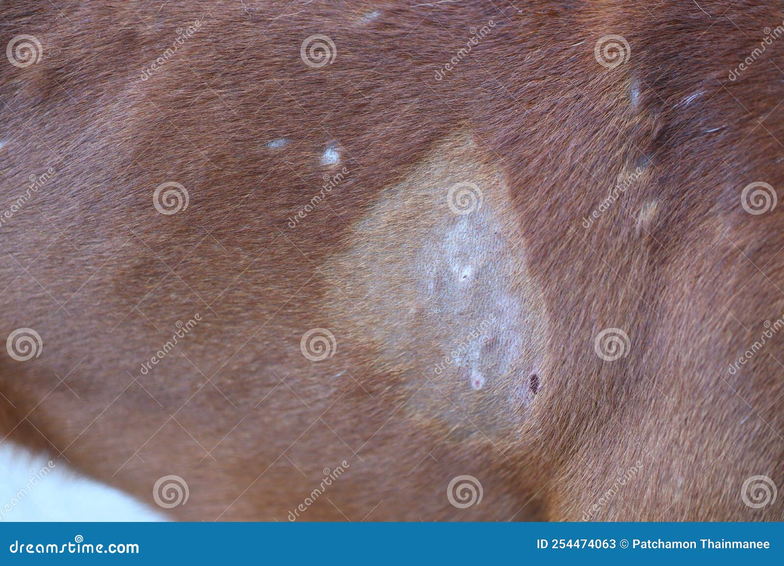 Cierre De La Piel De Un Perro Con Dermatitis. Imagen de archivo ...