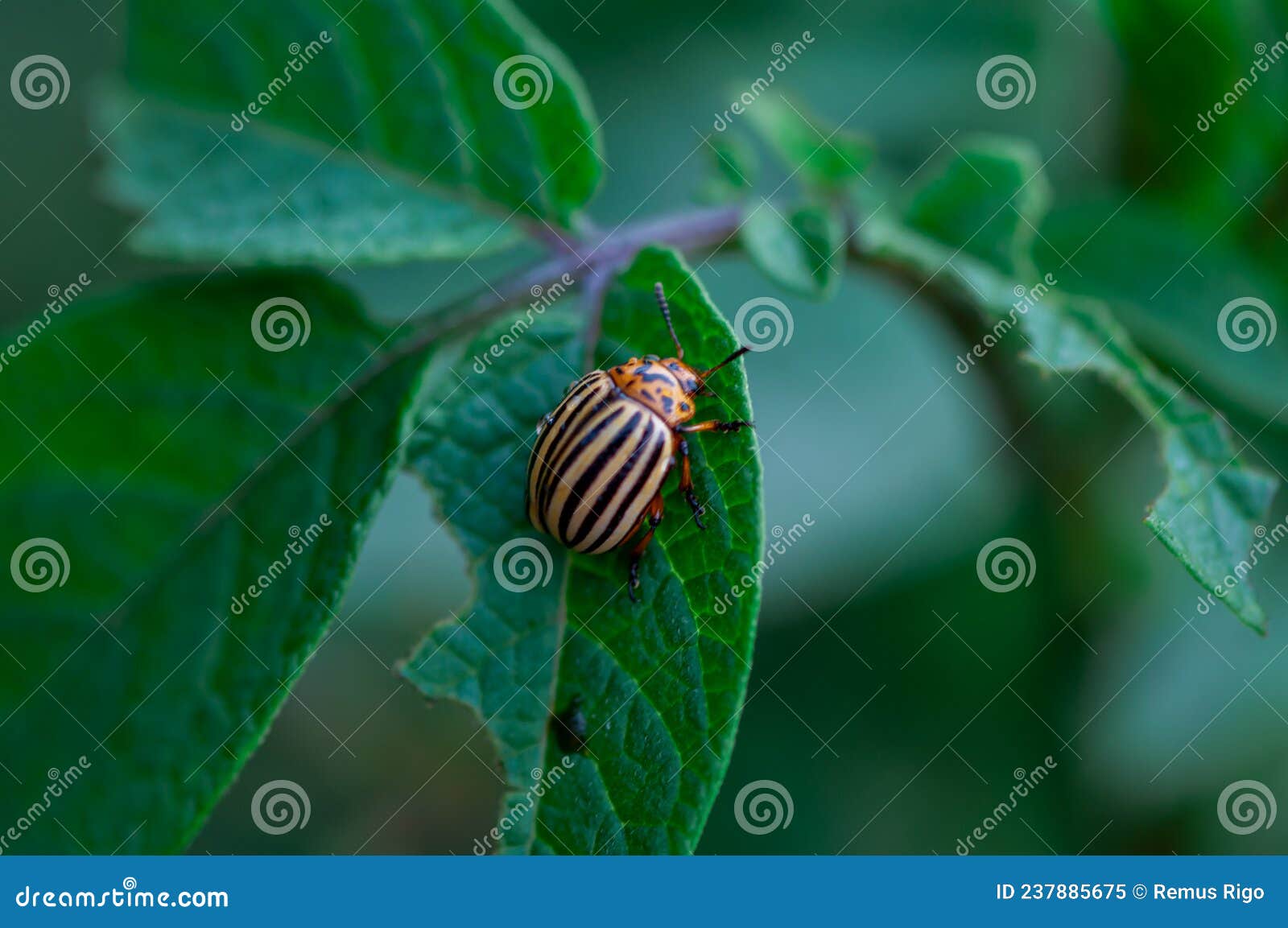 Cierre De Un Bicho Colorado Imagen de archivo - Imagen de rumania ...