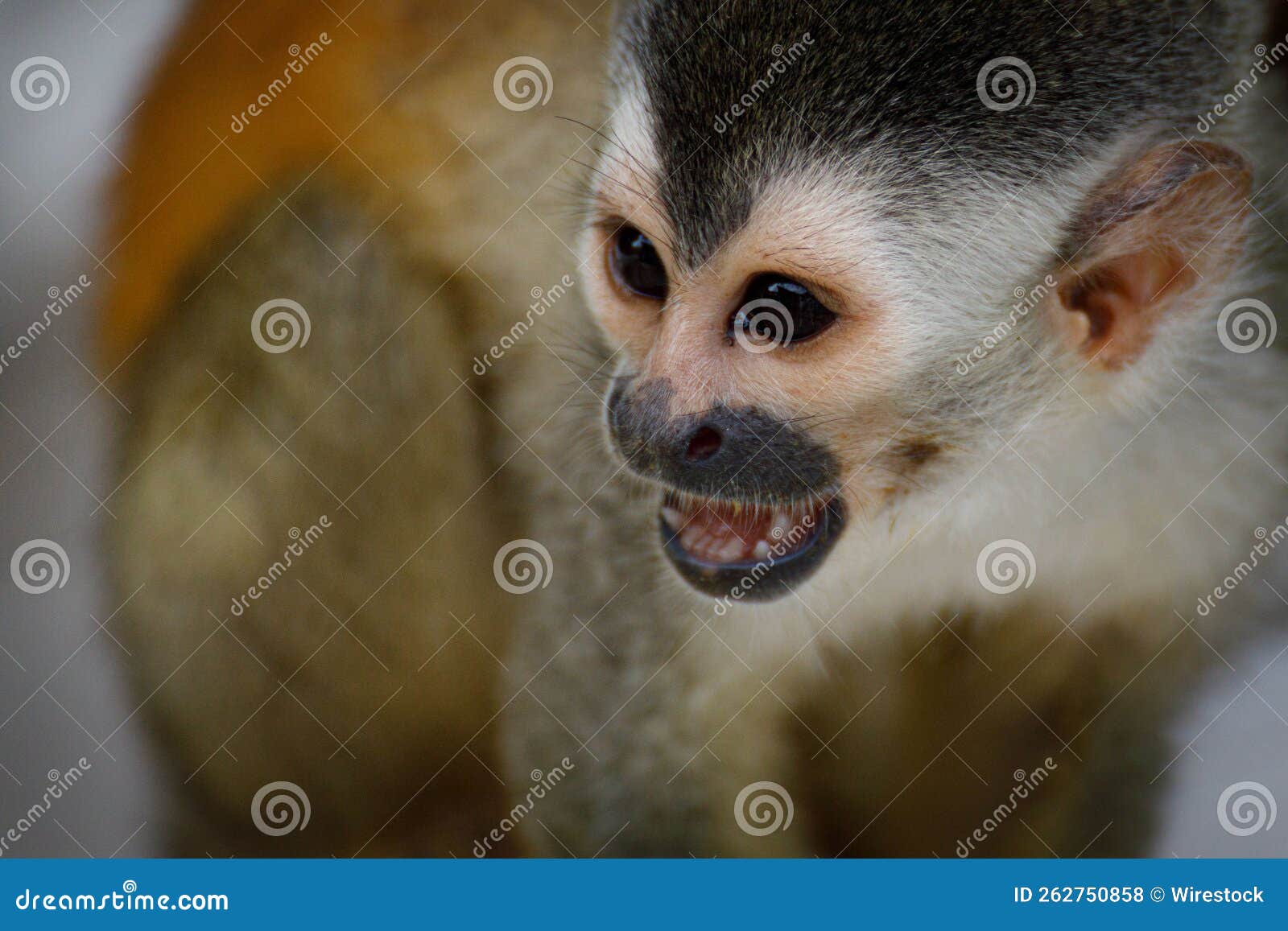 Cierre De Un Mono Ardilla Con Boca Abierta Foto de archivo - Imagen de ...