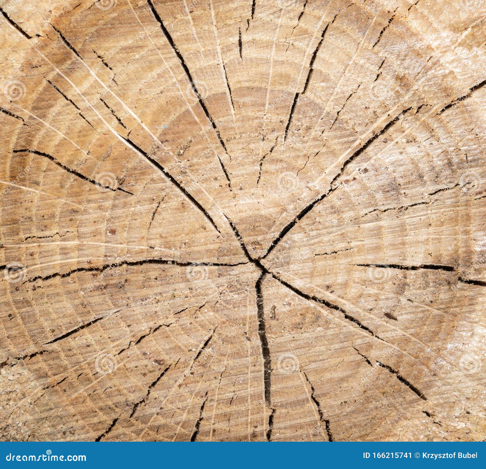 Cierre De Un Trozo De Madera Imagen de archivo - Imagen de nuevo, corte ...