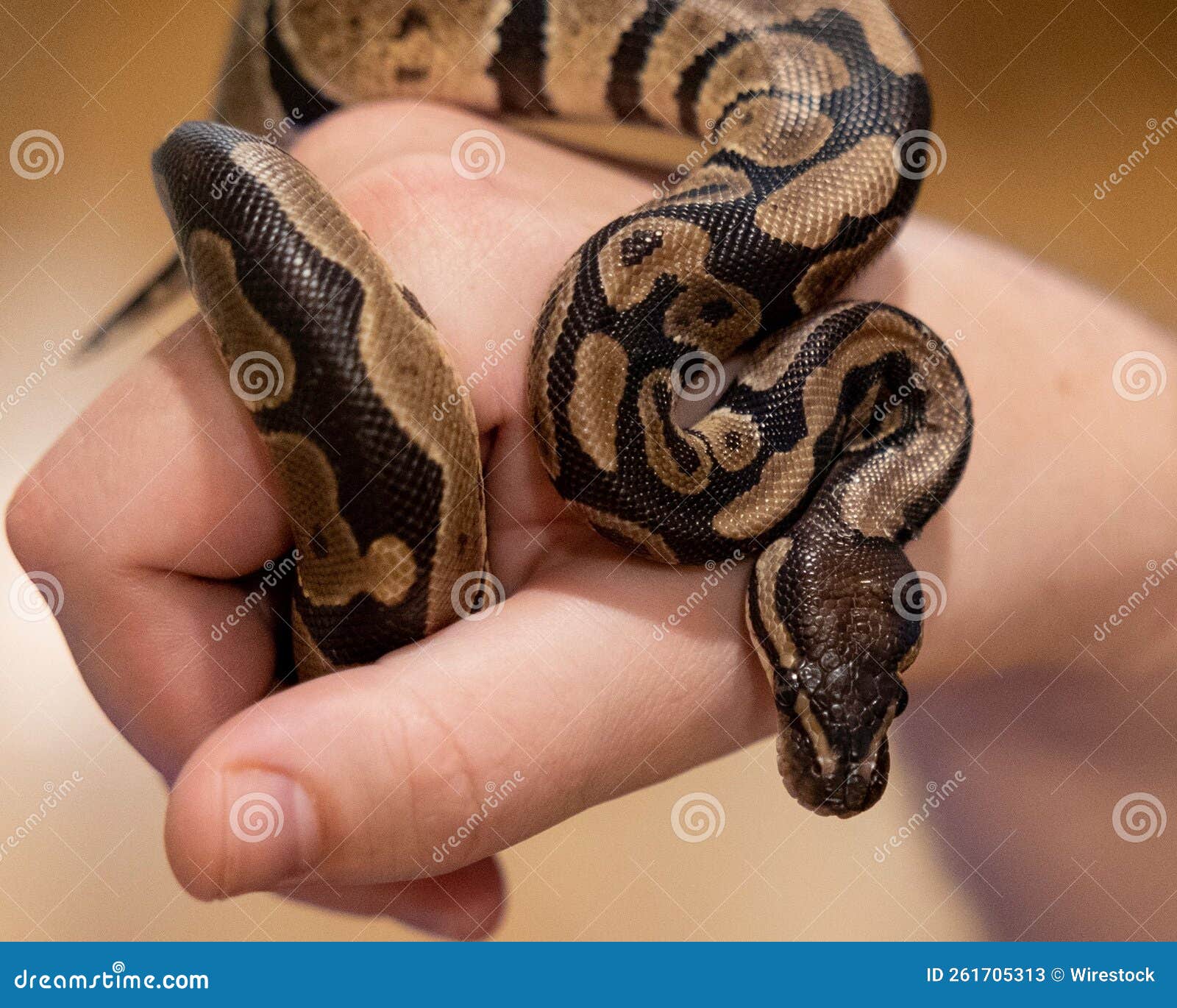 Cierre De Una Bola Python Python Regius En Una Mano Imagen de archivo ...