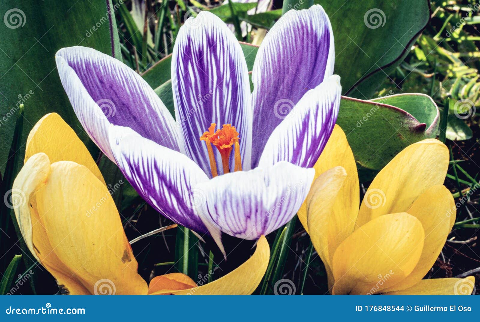 Cierre De Una Flor De Croco De Gran Color Foto de archivo - Imagen de ...