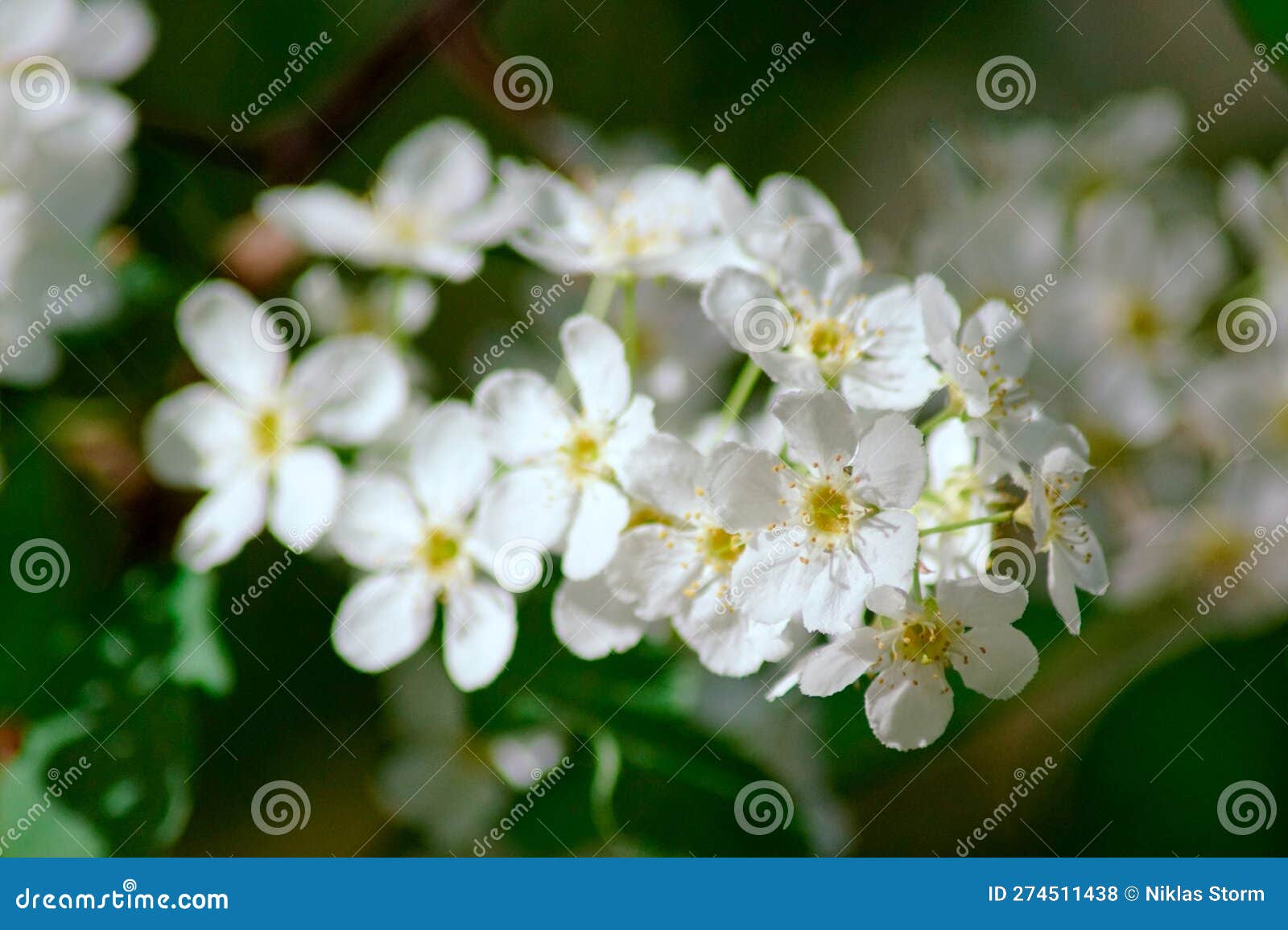 Cierre De Una Flor Que Crece En Planta Foto de archivo - Imagen de ...