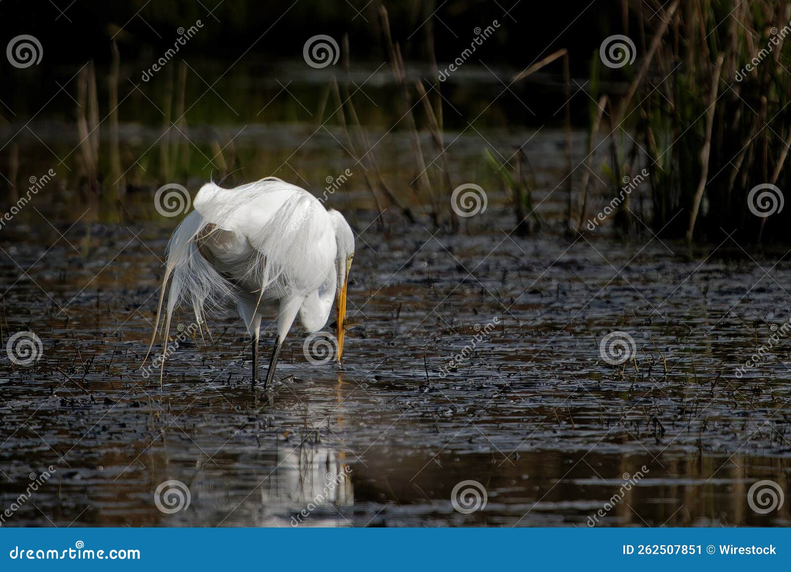 Cierre De Una Garza En El Agua Imagen de archivo - Imagen de movimiento ...