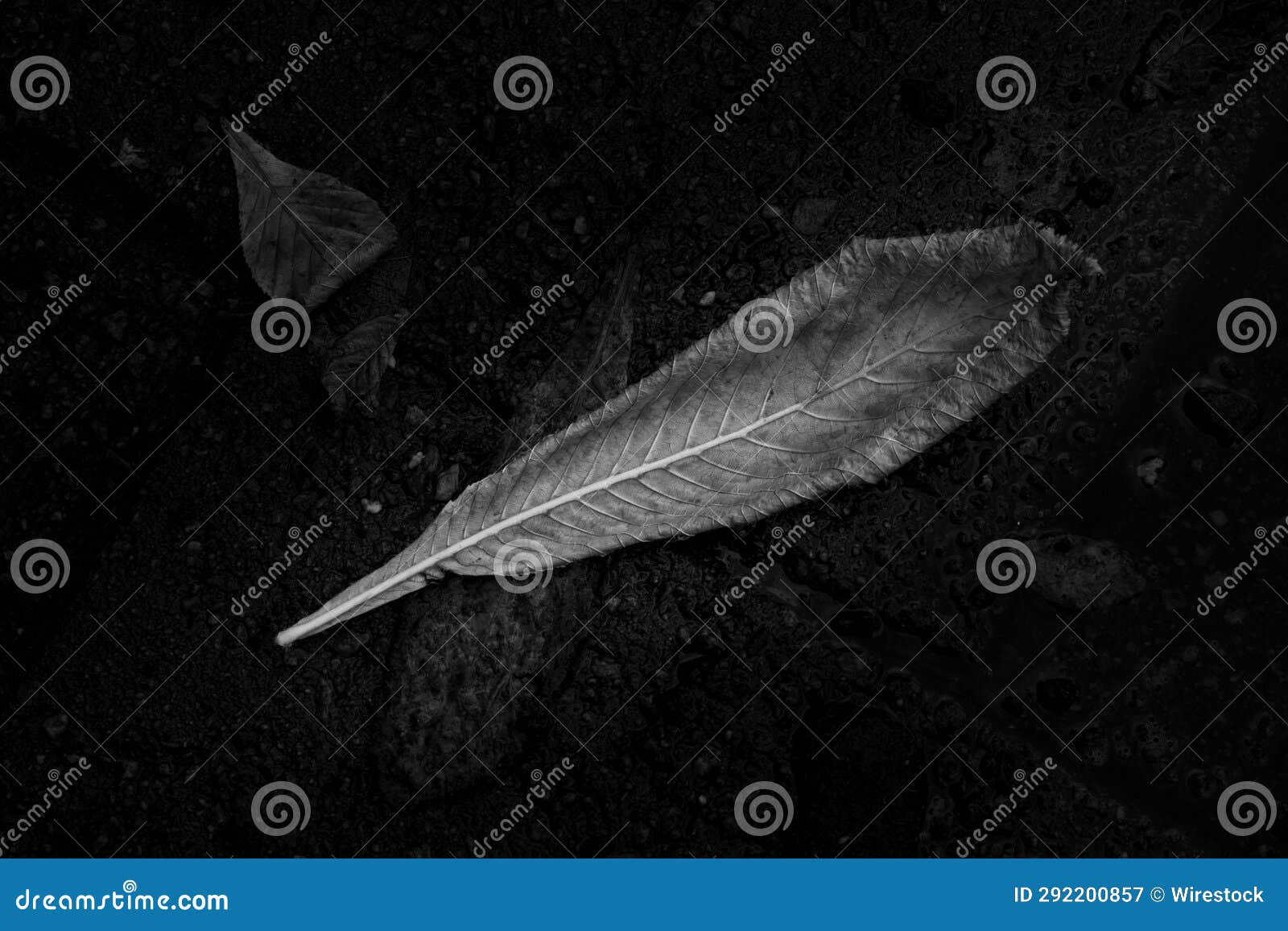 Cierre De Una Hoja En Forma De Pluma En Escala De Grises Imagen de ...