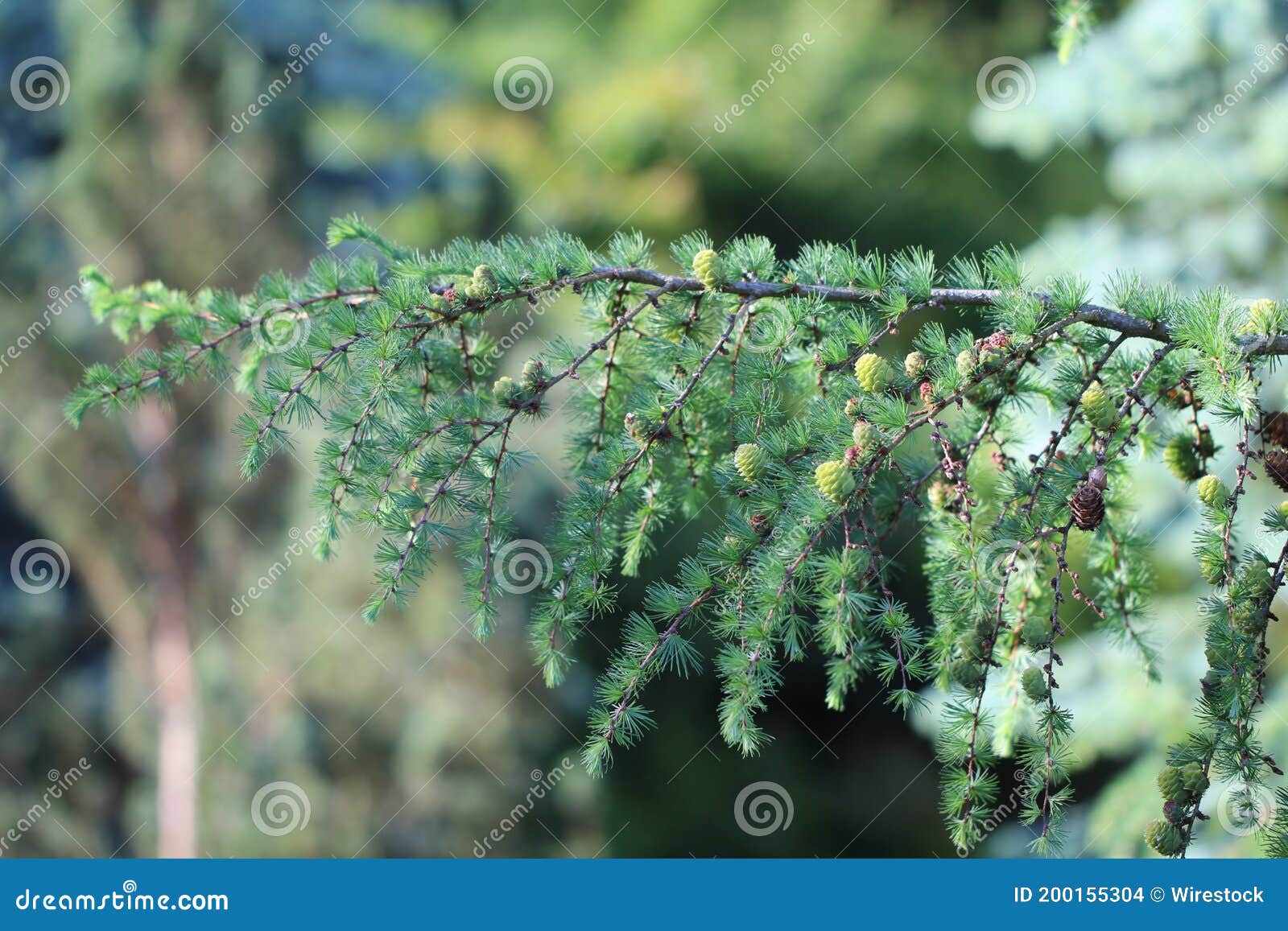 Cierre De Una Rama De La Larca Estadounidense Foto de archivo - Imagen ...