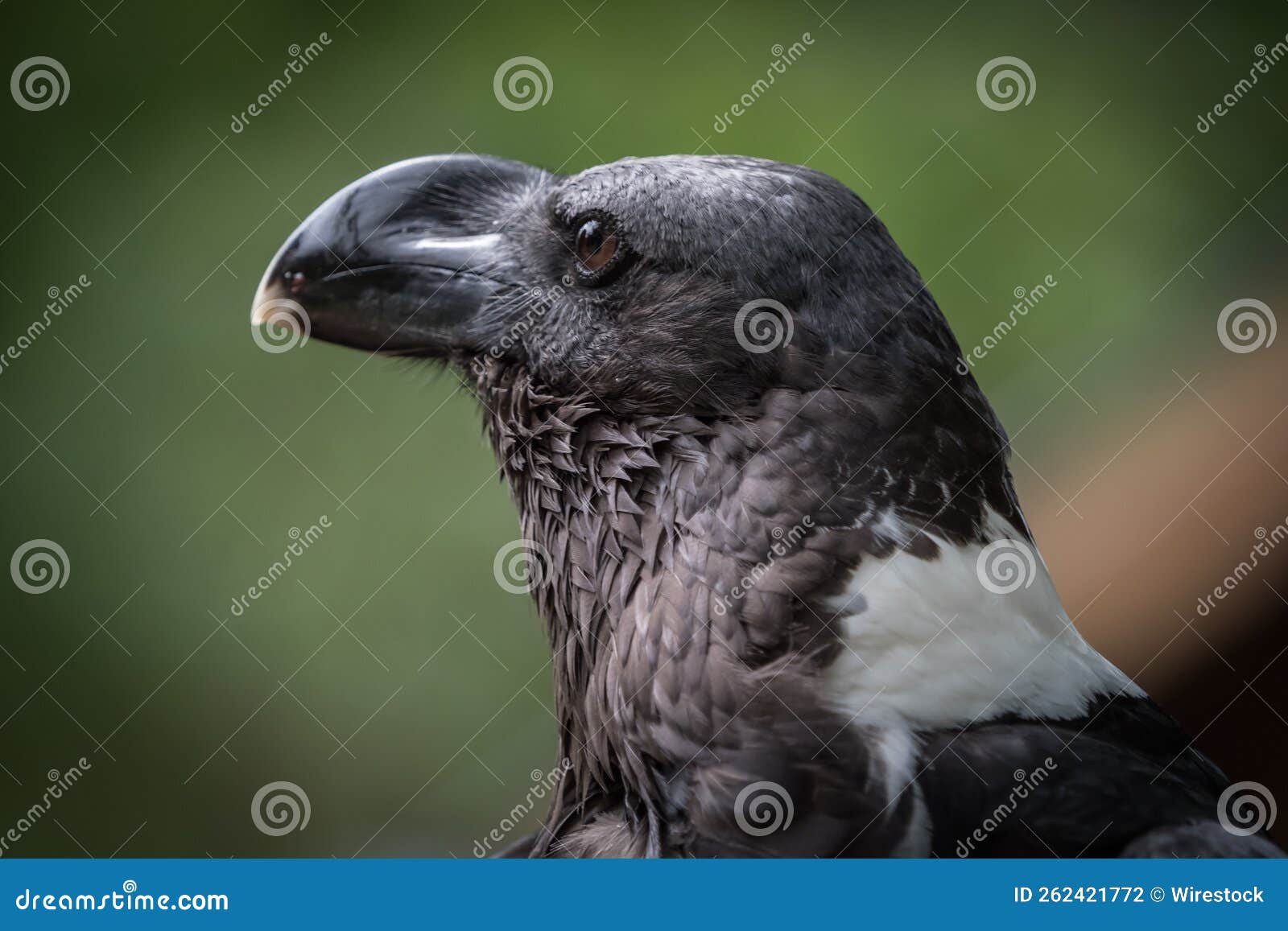 Cierre Del Cuervo Blanco. Foco Superficial. Foto de archivo - Imagen de ...