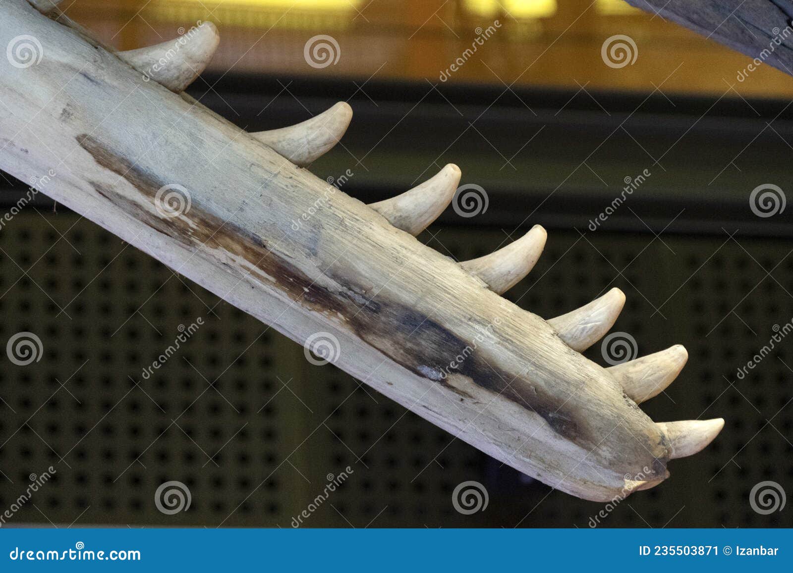 Cierre Del Diente De Ballena Esperma Imagen de archivo - Imagen de ...