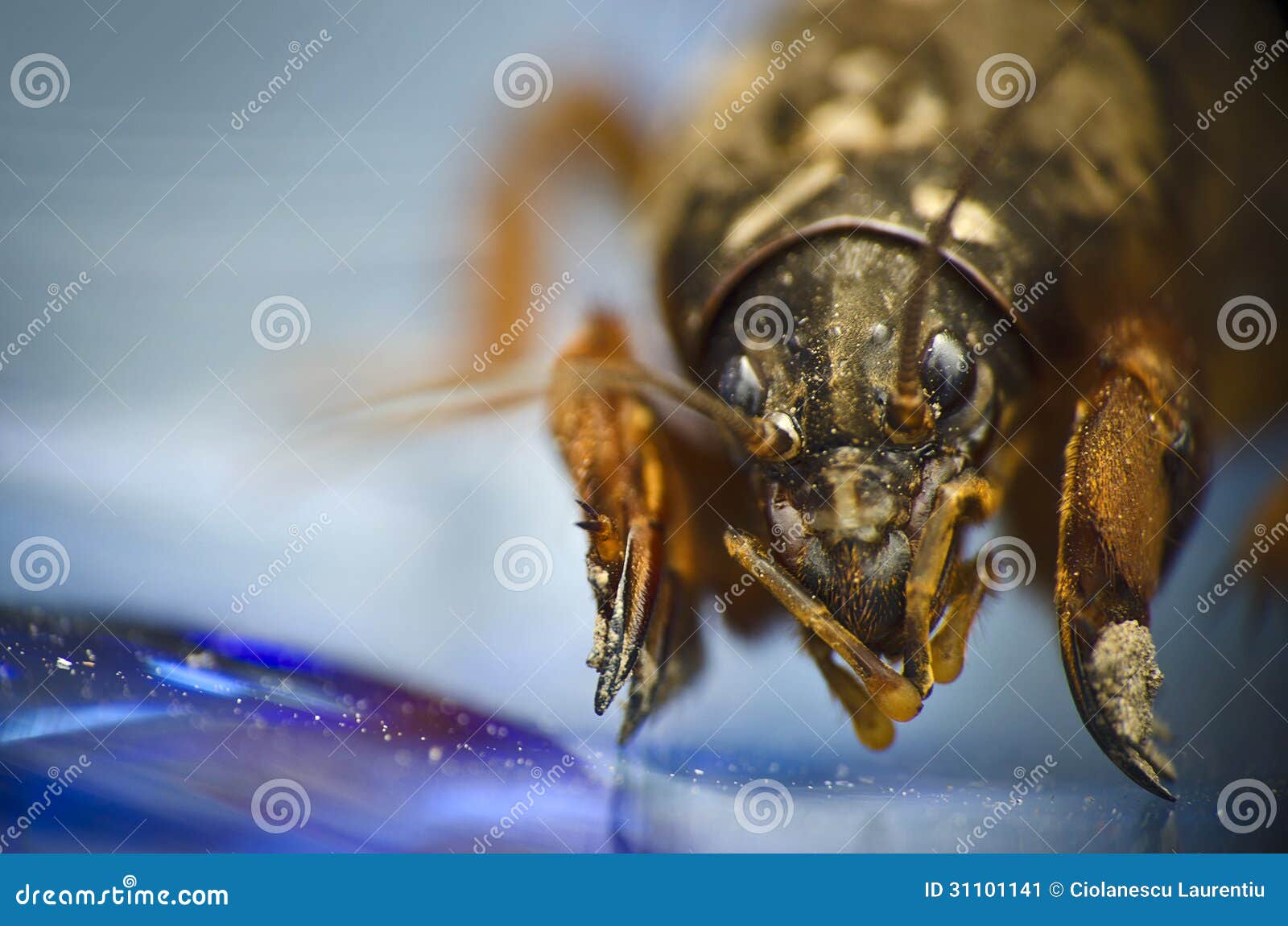 Cierre Del Grillo De Topo Para Arriba Imagen de archivo - Imagen de ...