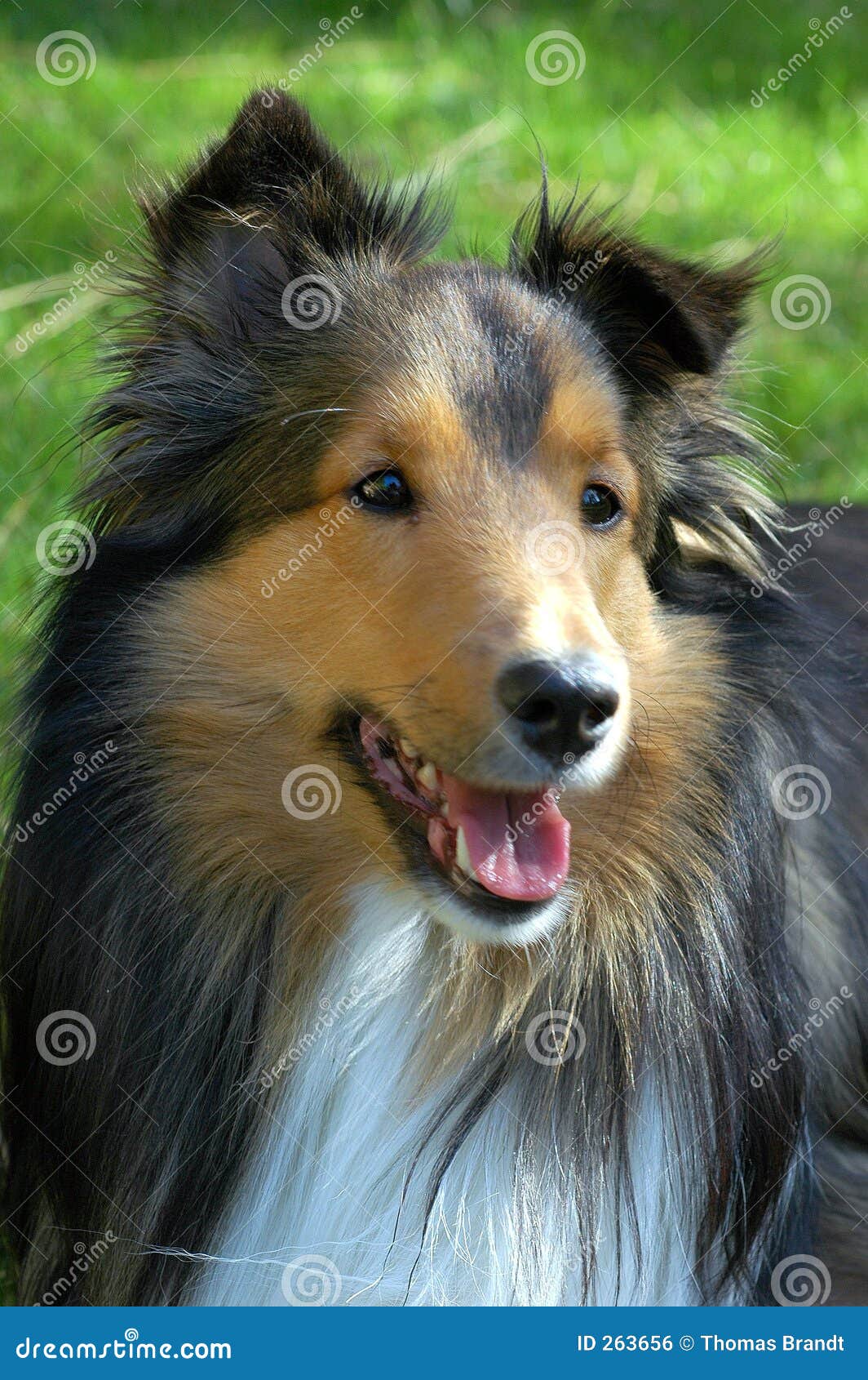 Cierre Del Perro Pastor De Shetland Para Arriba Foto de archivo ...