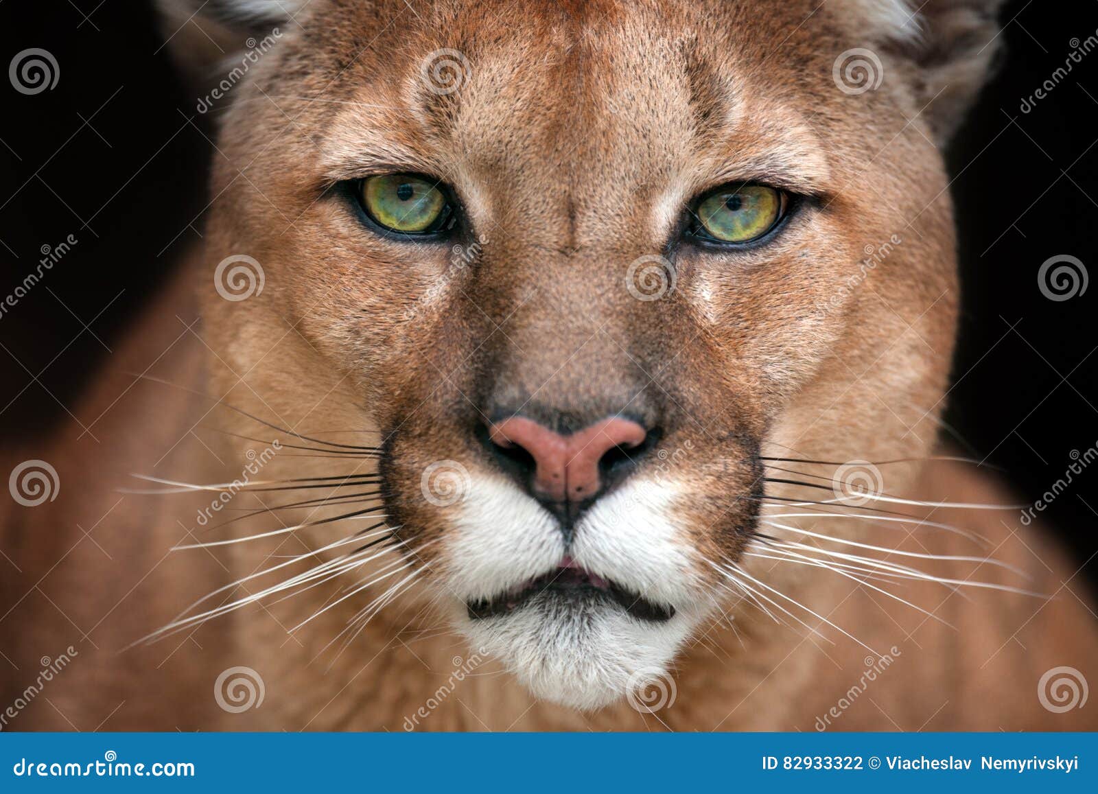 Cierre Hermoso Del Puma Para Arriba Foto de archivo - Imagen de ...