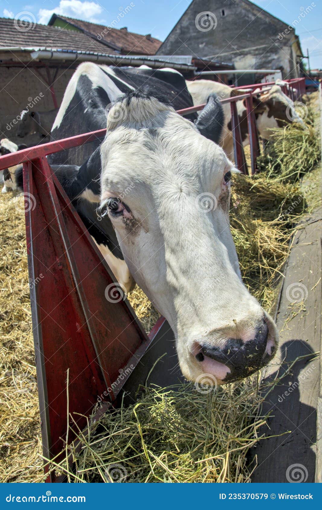 Cierre Vertical De La Vaca En Un Corral. Imagen de archivo - Imagen de ...