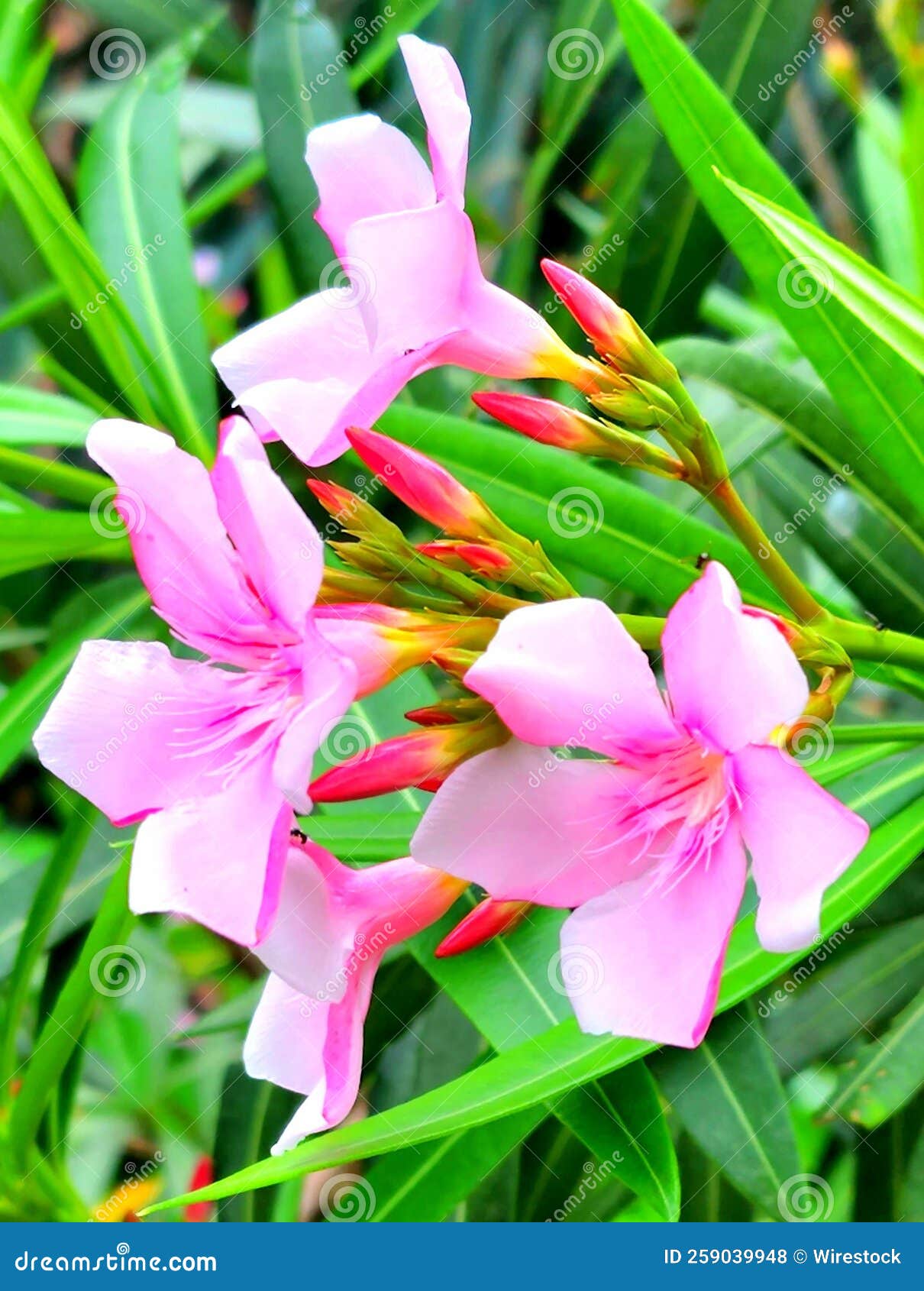 Cierre Vertical De Nerium Oleander. Bellas Flores Rosas. Foto de archivo - Imagen de flora ...