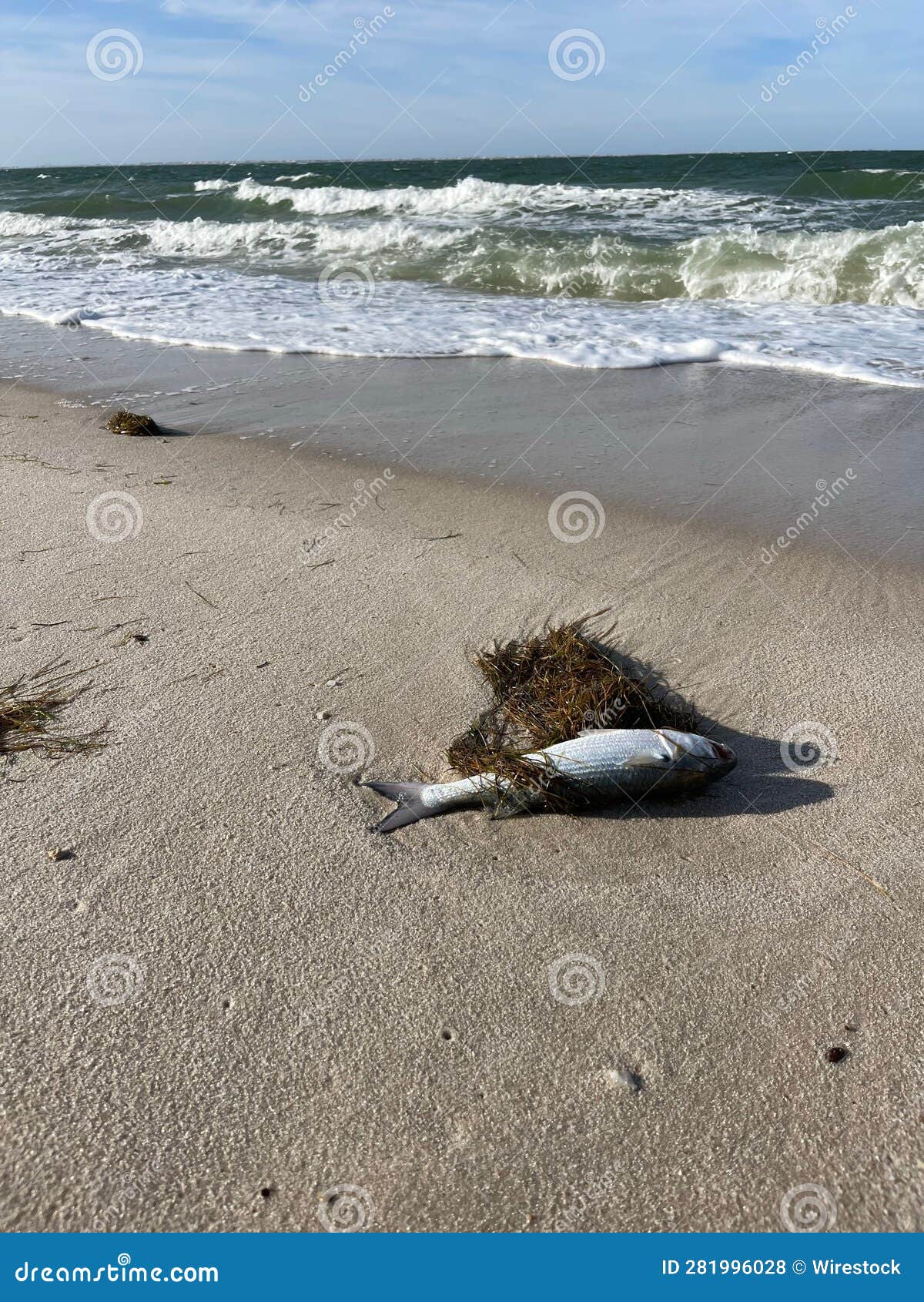 Cierre Vertical De Un Pez Muerto En Algas En Una Playa De Arena Foto de ...