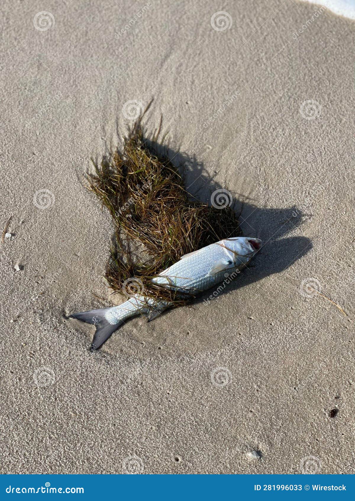 Cierre Vertical De Un Pez Muerto En Algas En Una Playa De Arena Imagen ...