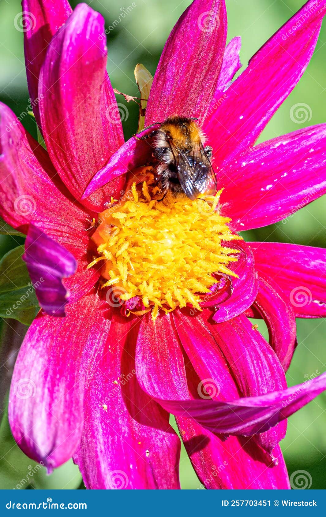 Cierre Vertical De Una Abeja Sobre Una Flor Rosa Imagen de archivo ...
