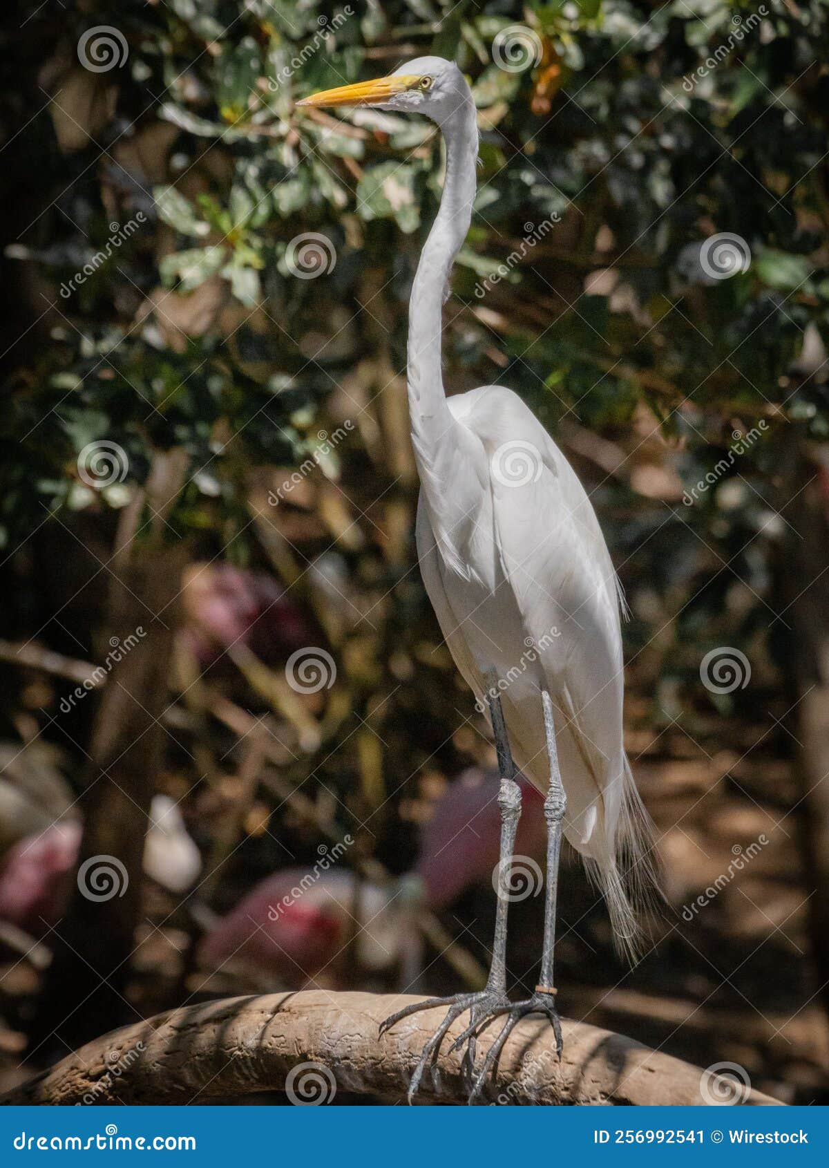 Cierre Vertical De Una Gran Ardea Alba En Una Rama Imagen de archivo ...
