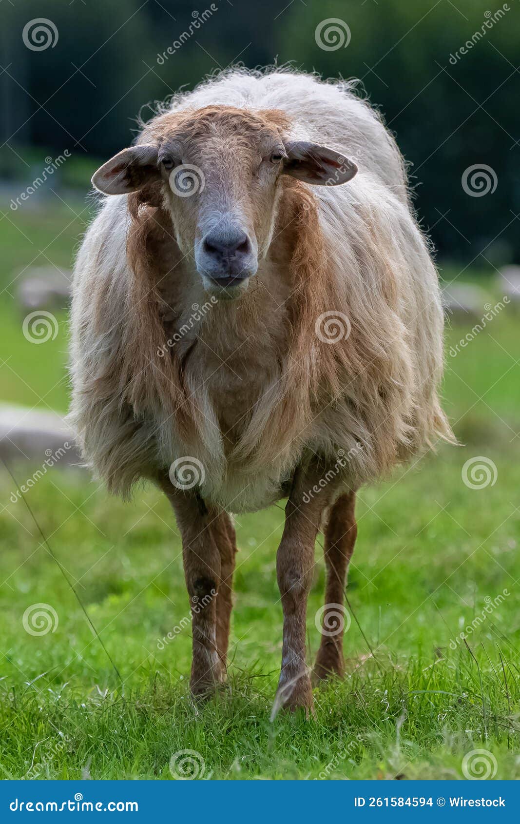 Cierre Vertical De Una Oveja En Un Campo Verde Foto de archivo - Imagen ...