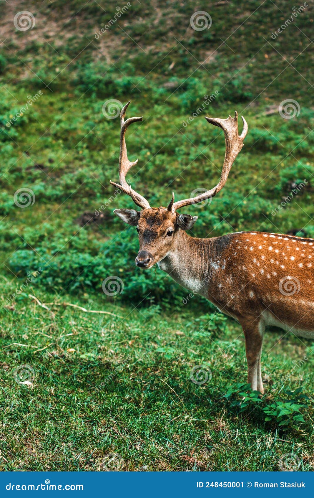 Ciervo Apisonado. Un Ciervo Sika Con Cuernos. Cervus Nippon Imagen de ...