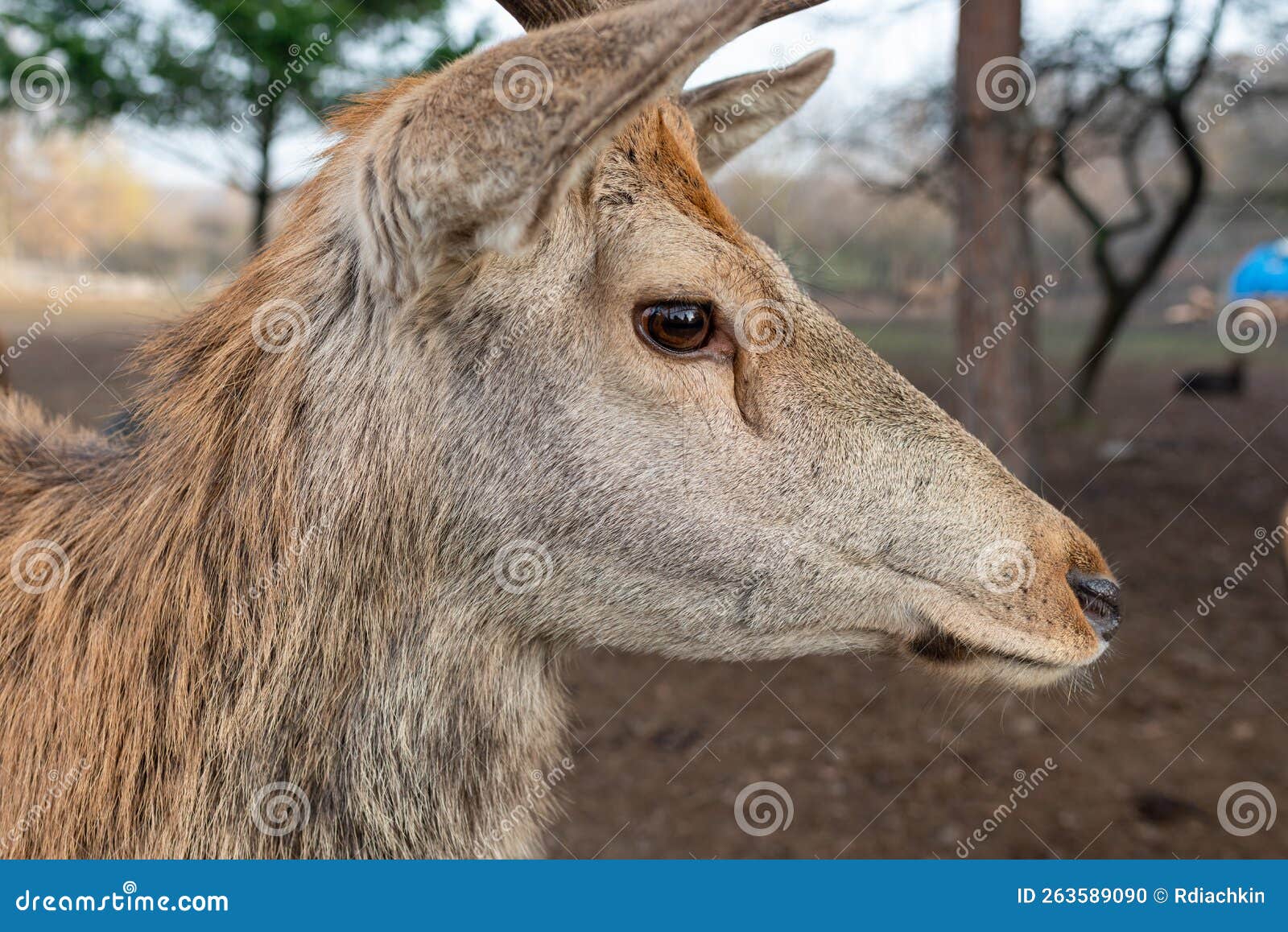 Ciervo Cabeza En El Retrato Del Parque Foto de archivo - Imagen de ...