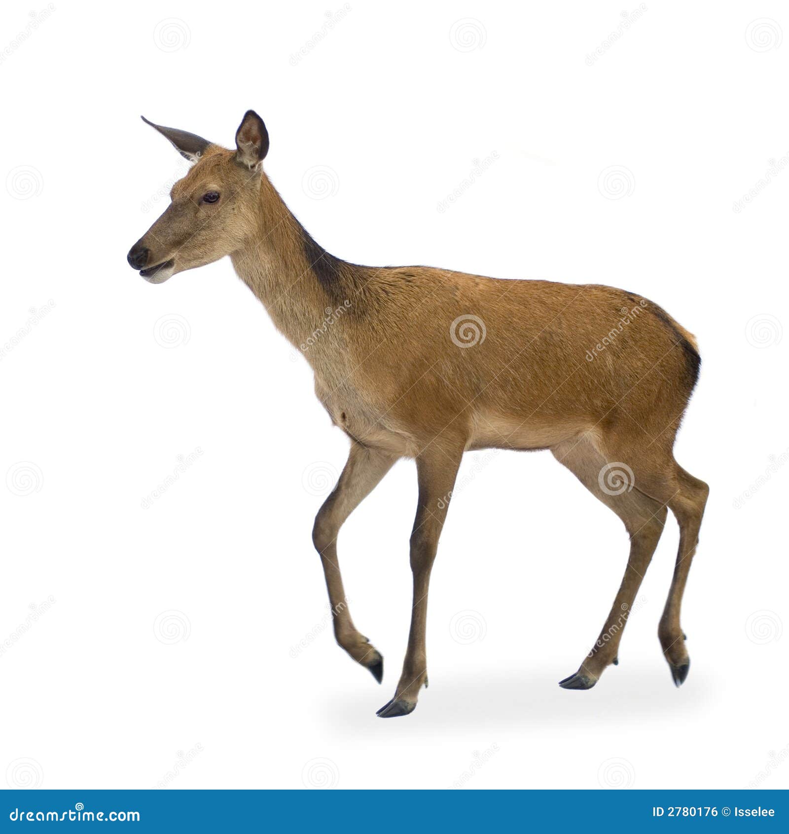 Ciervos foto de archivo. Imagen de mina, ciervos, vértebra - 2780176