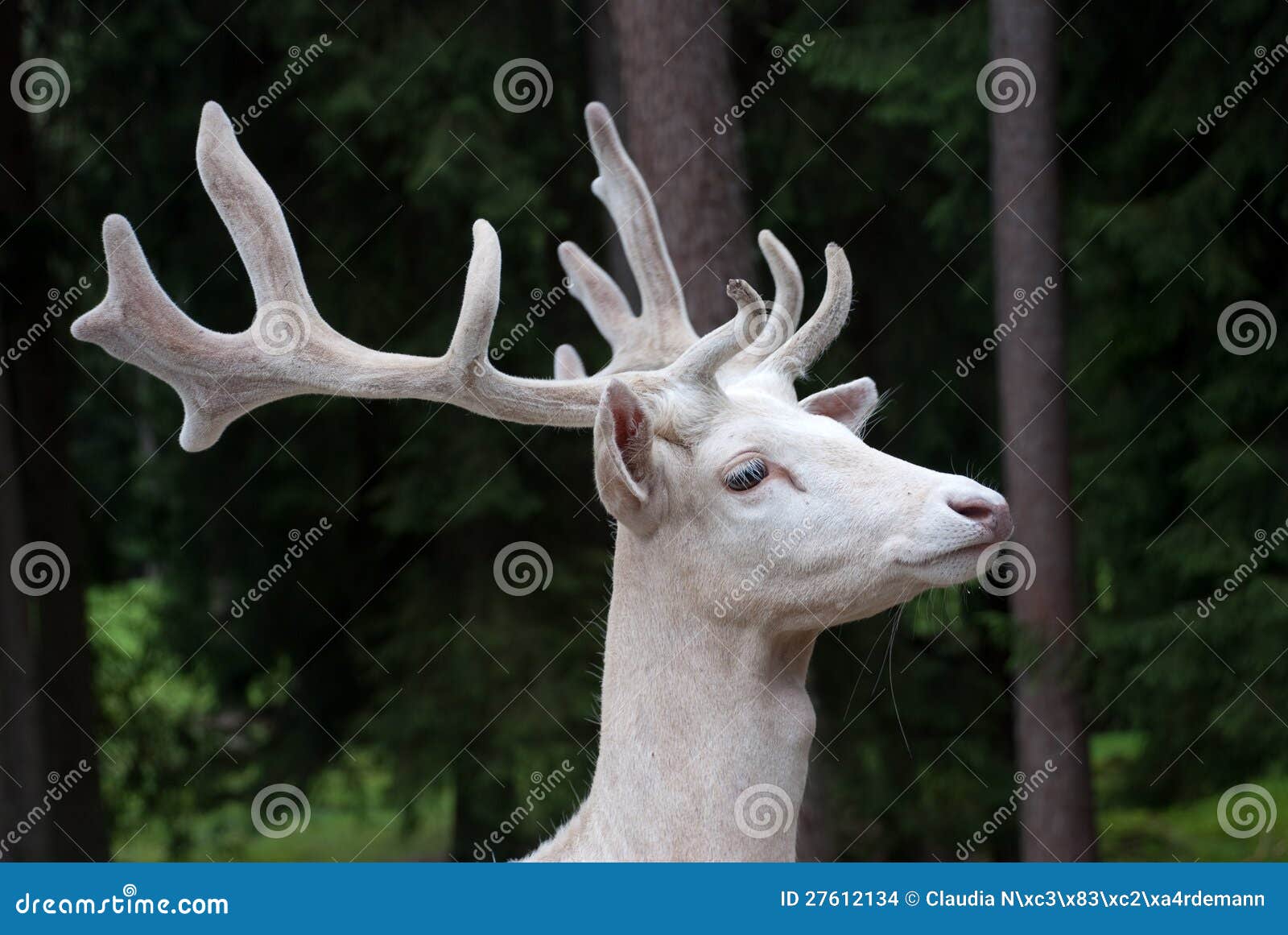 Ciervos blancos foto de archivo. Imagen de blanco, ciervos - 27612134