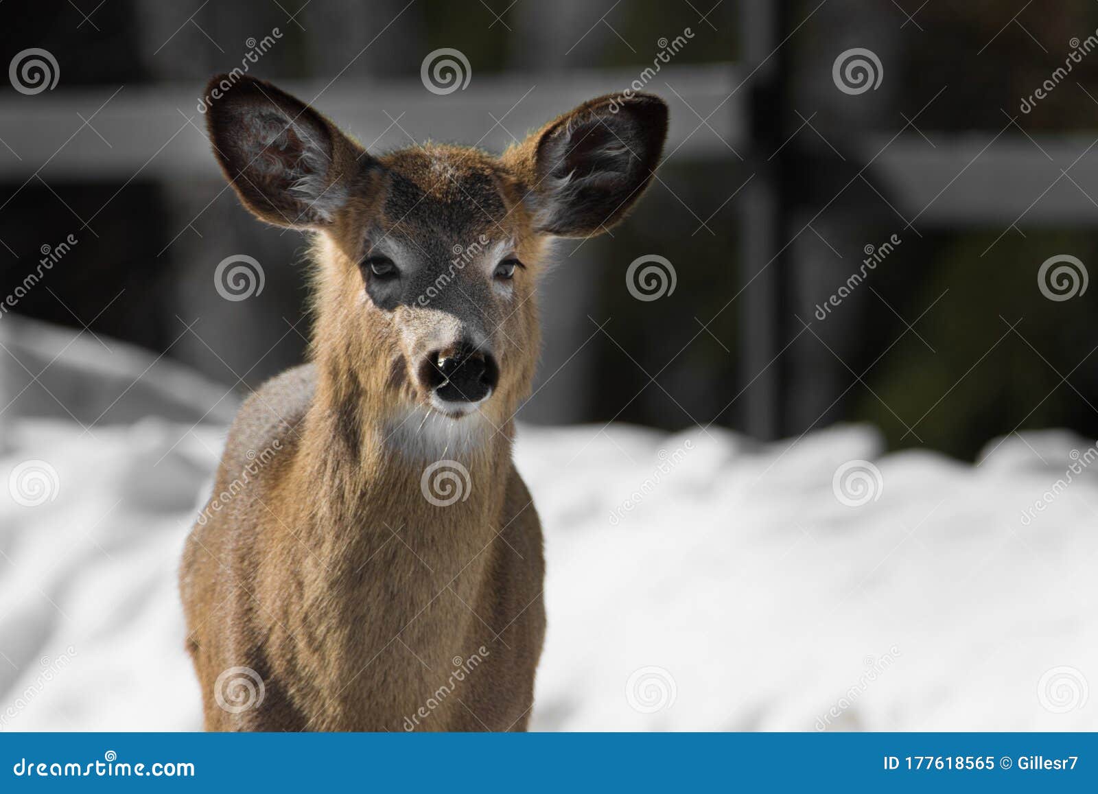 Ciervos Blancos Recorriendo El Bosque Canadiense Imagen de archivo ...