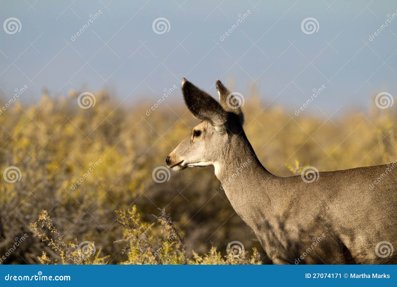 Ciervos De Mula, Hemionus Del Odocoileus Imagen de archivo - Imagen de ...