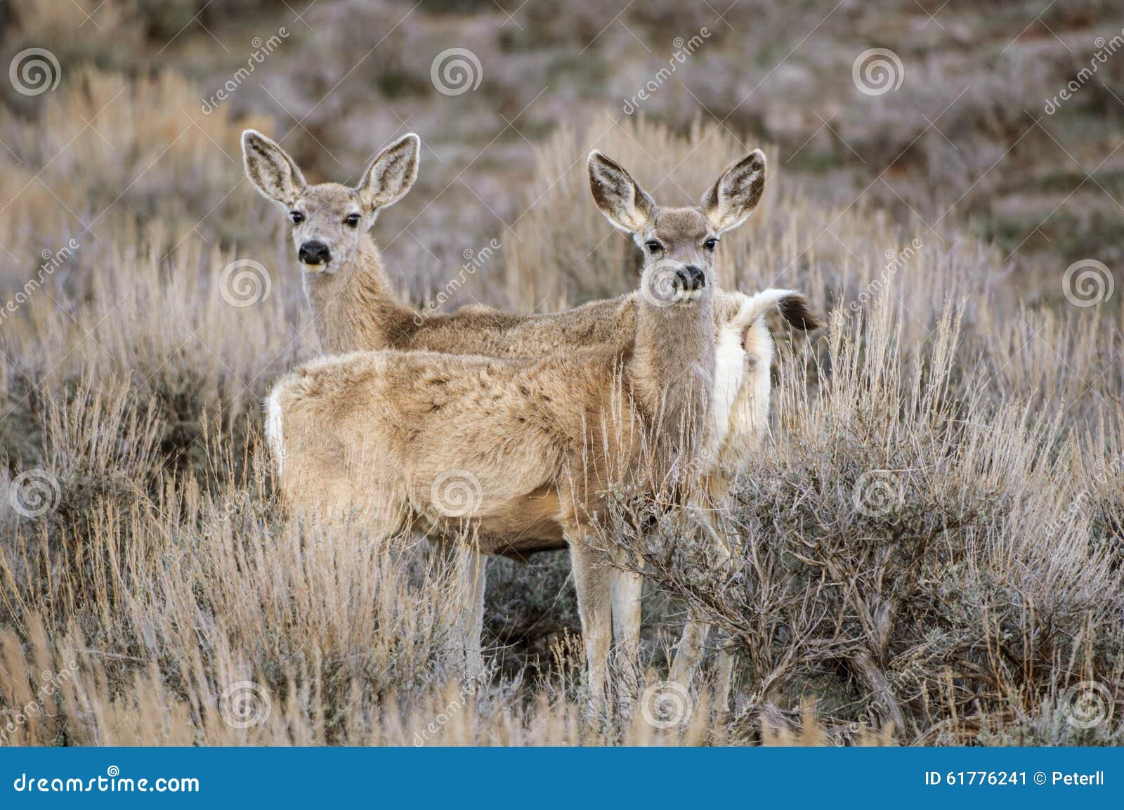 Ciervos De Mula (hemionus Del Odocoileus) Imagen de archivo - Imagen de ...
