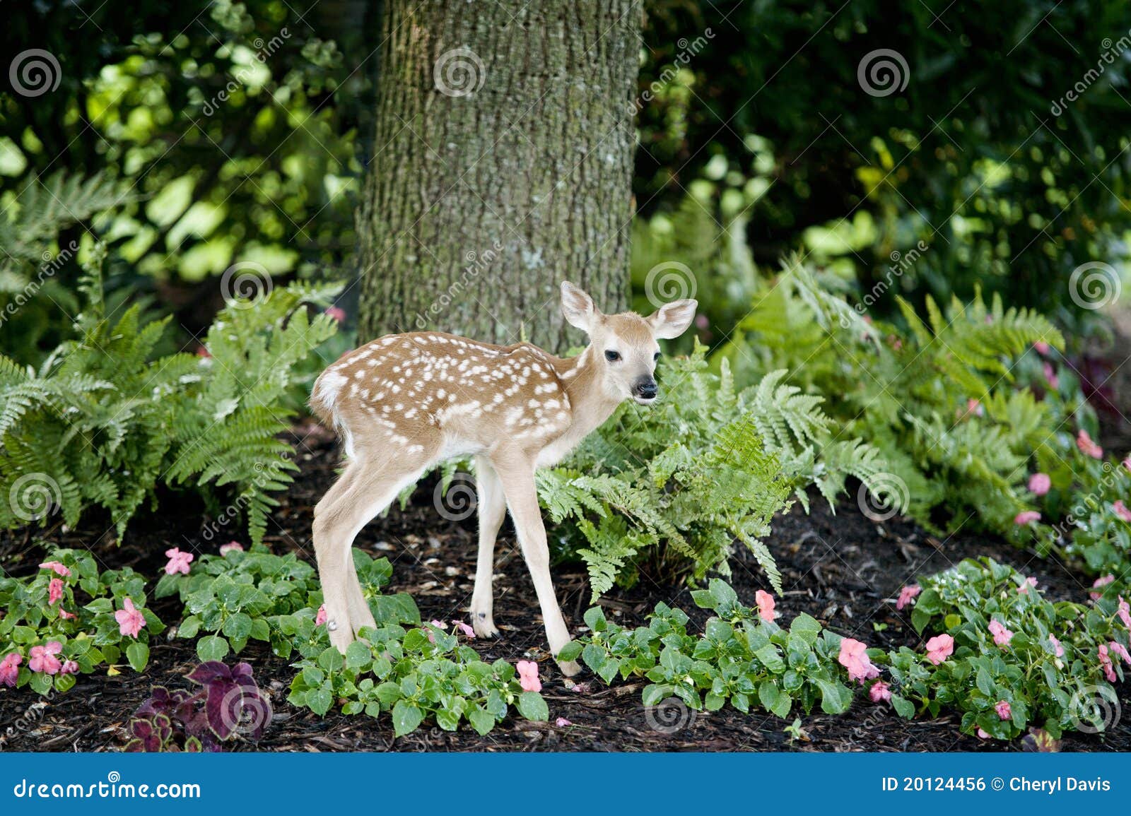 Ciervos del bebé foto de archivo. Imagen de cervatillo - 20124456