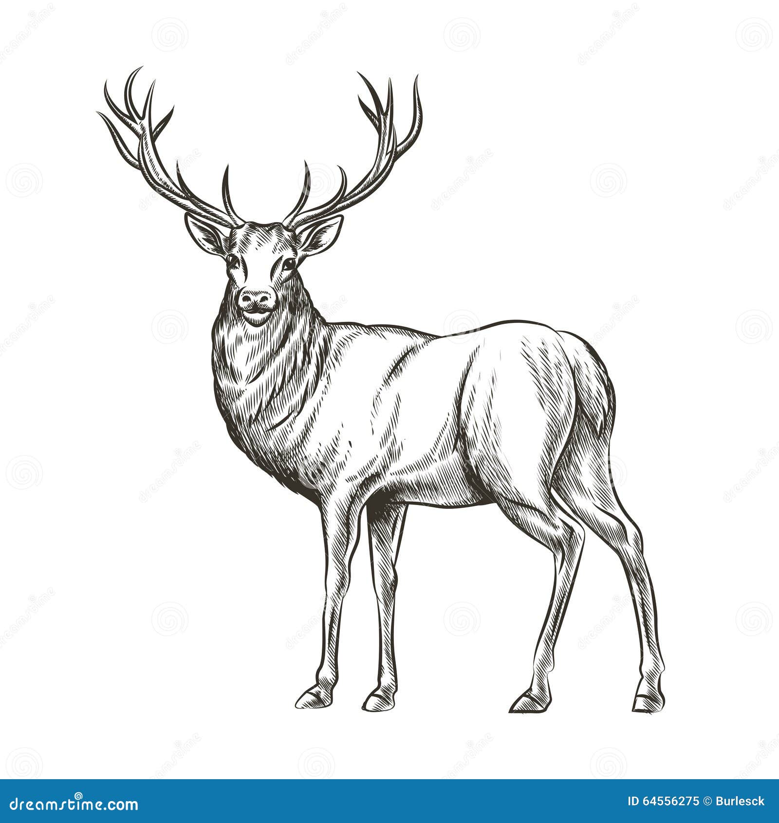 Ciervos dibujados mano ilustración del vector. Ilustración de creativo ...