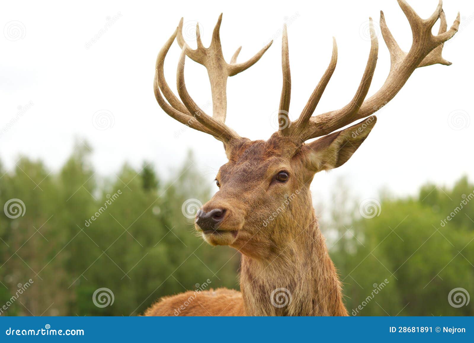 Ciervos en fauna imagen de archivo. Imagen de cornamentas - 28681891