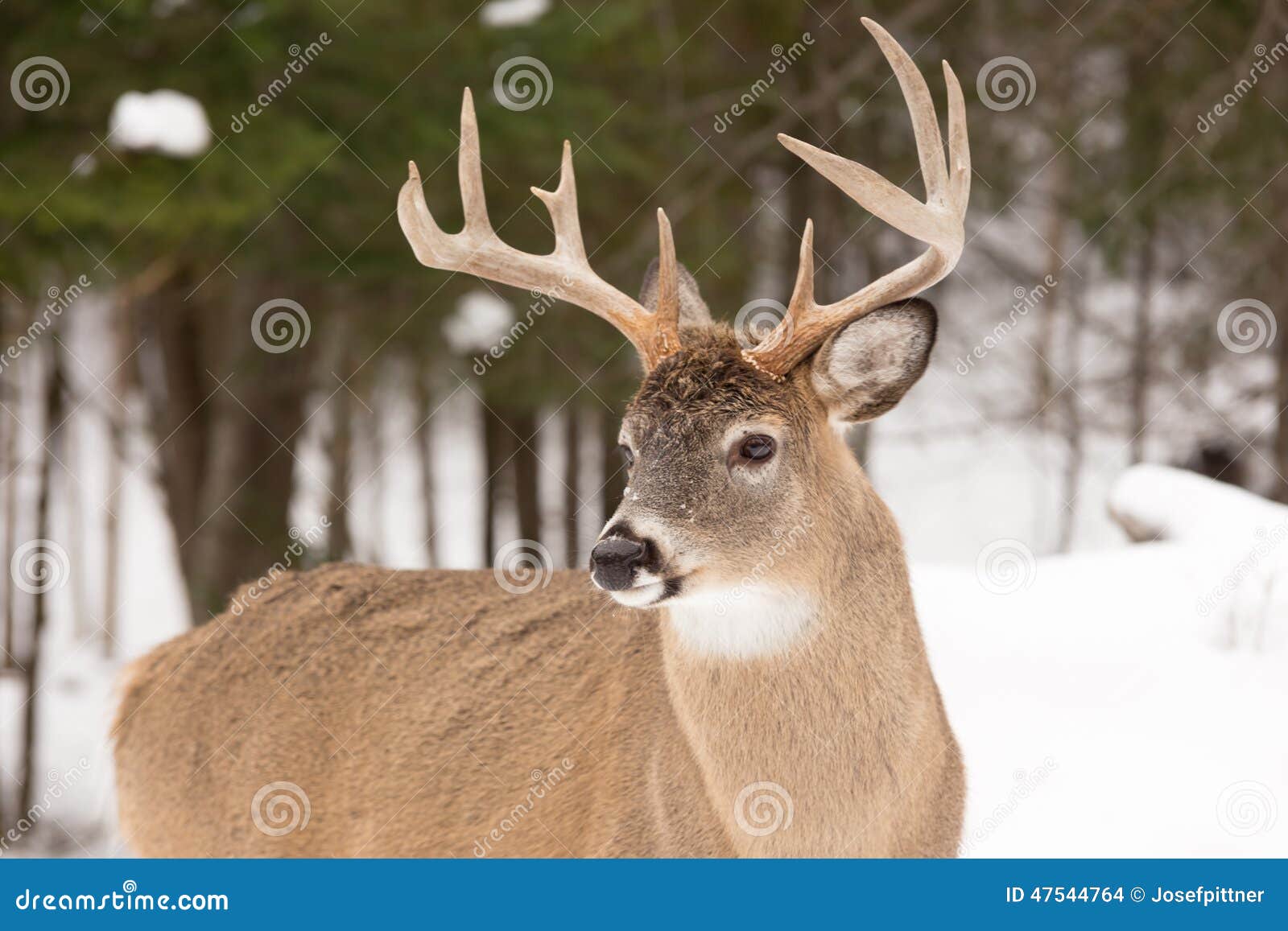 Ciervos Grandes Con Las Astas Grandes Foto de archivo - Imagen de ...