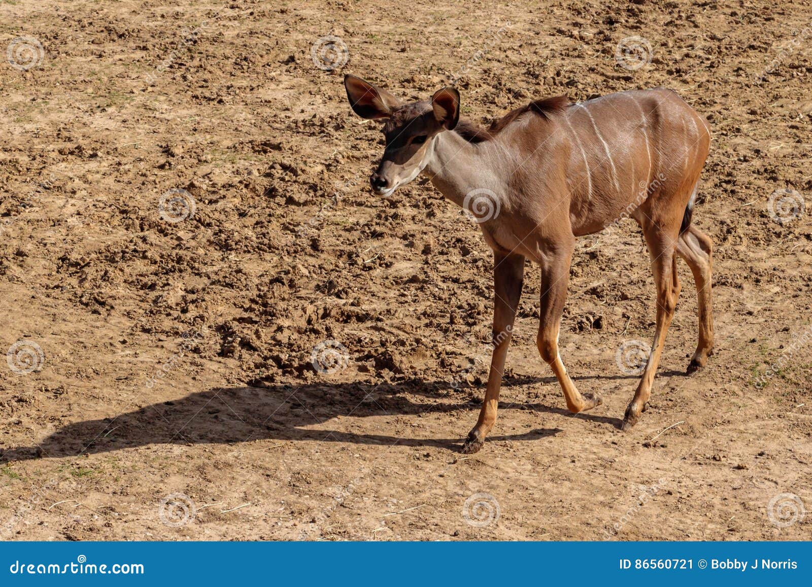 Ciervos rayados africanos imagen de archivo. Imagen de africano - 86560721