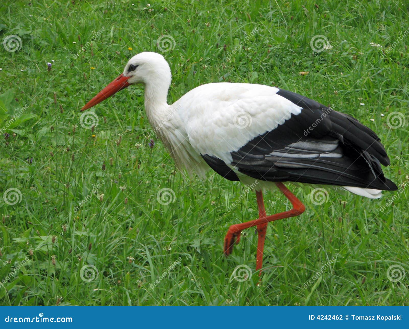 Cigüeña foto de archivo. Imagen de alimento, rojo, prado - 4242462