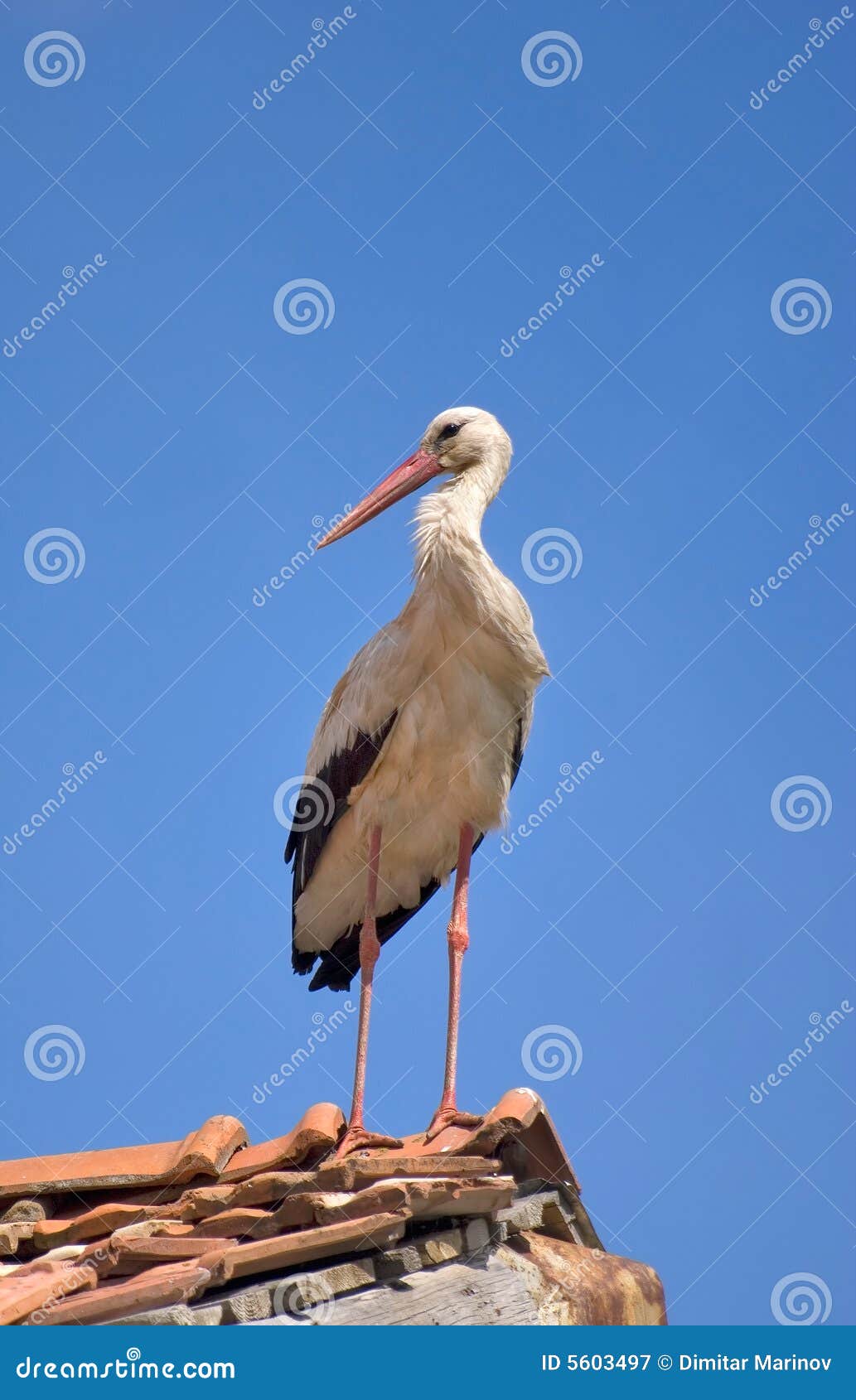 Cigüeña imagen de archivo. Imagen de aves, azotea, animal - 5603497
