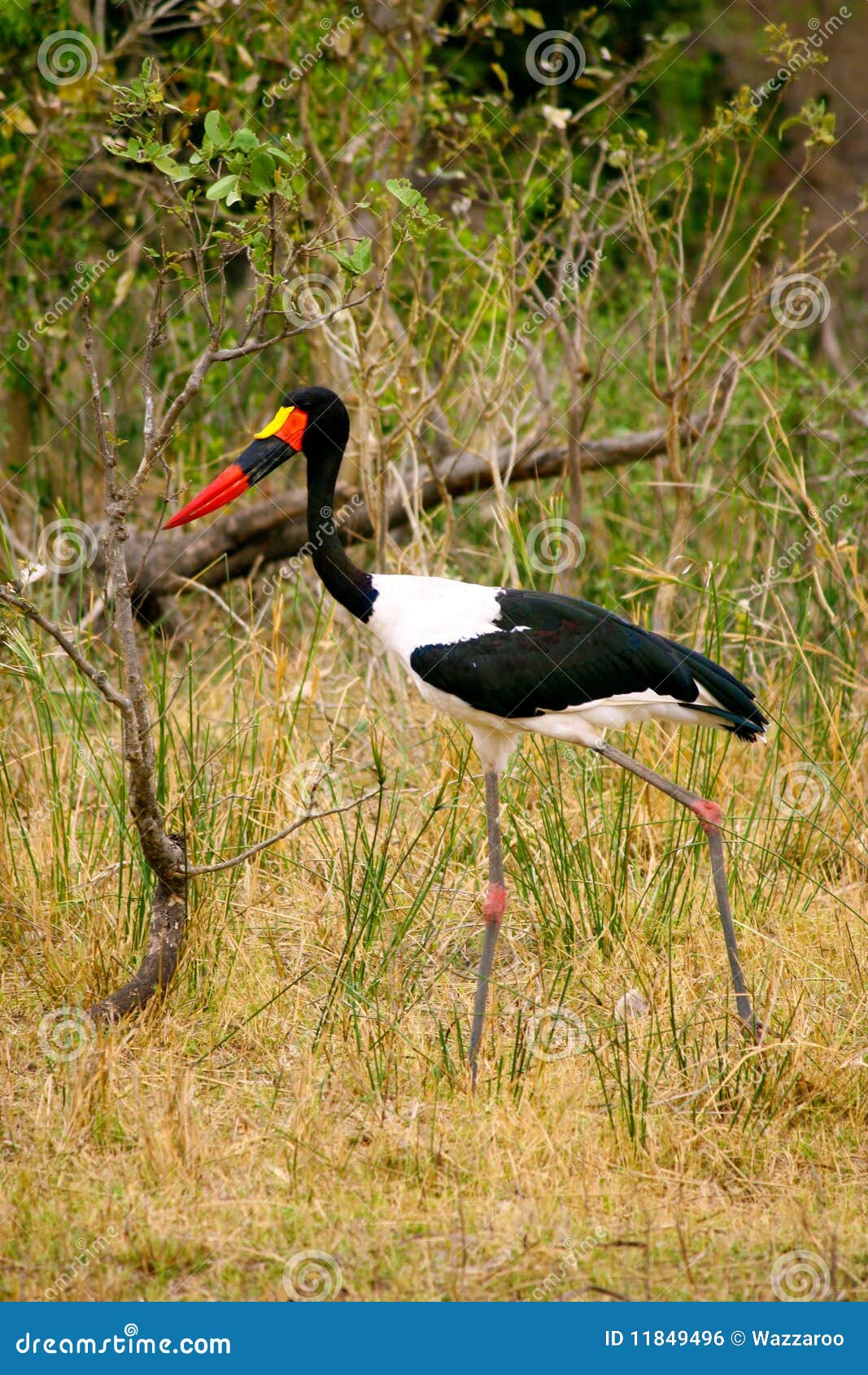 Cigüeña de Saddlebilled foto de archivo. Imagen de llanos - 11849496