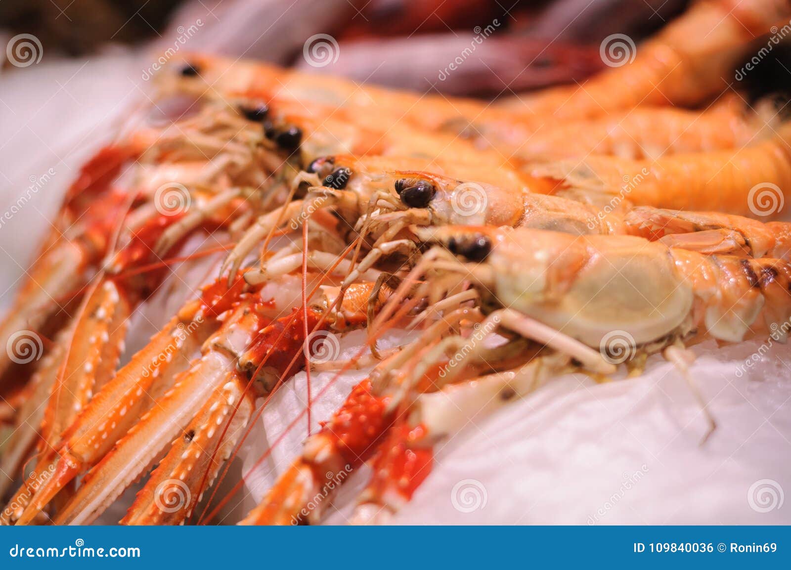 Cigala fresco no mercado foto de stock. Imagem de marisco - 109840036