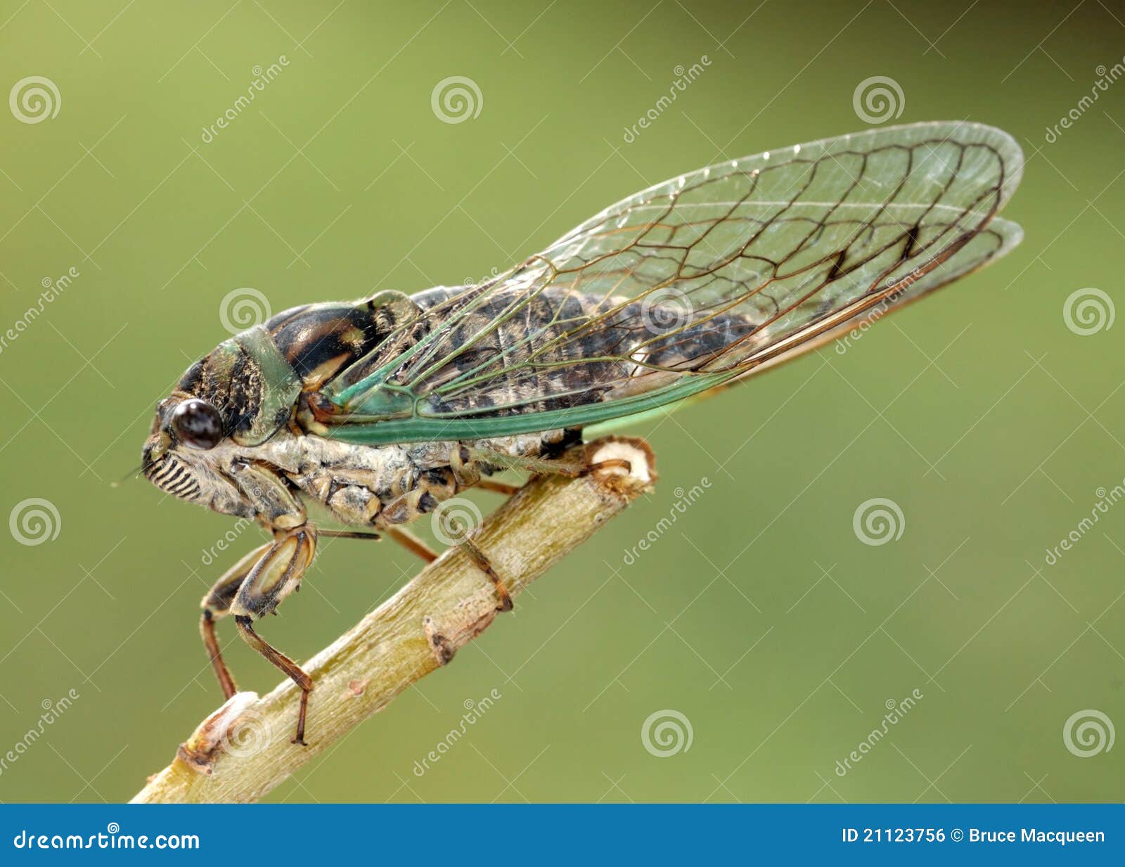 Cigale photo stock. Image du insecte, zone, faune, centrale - 21123756