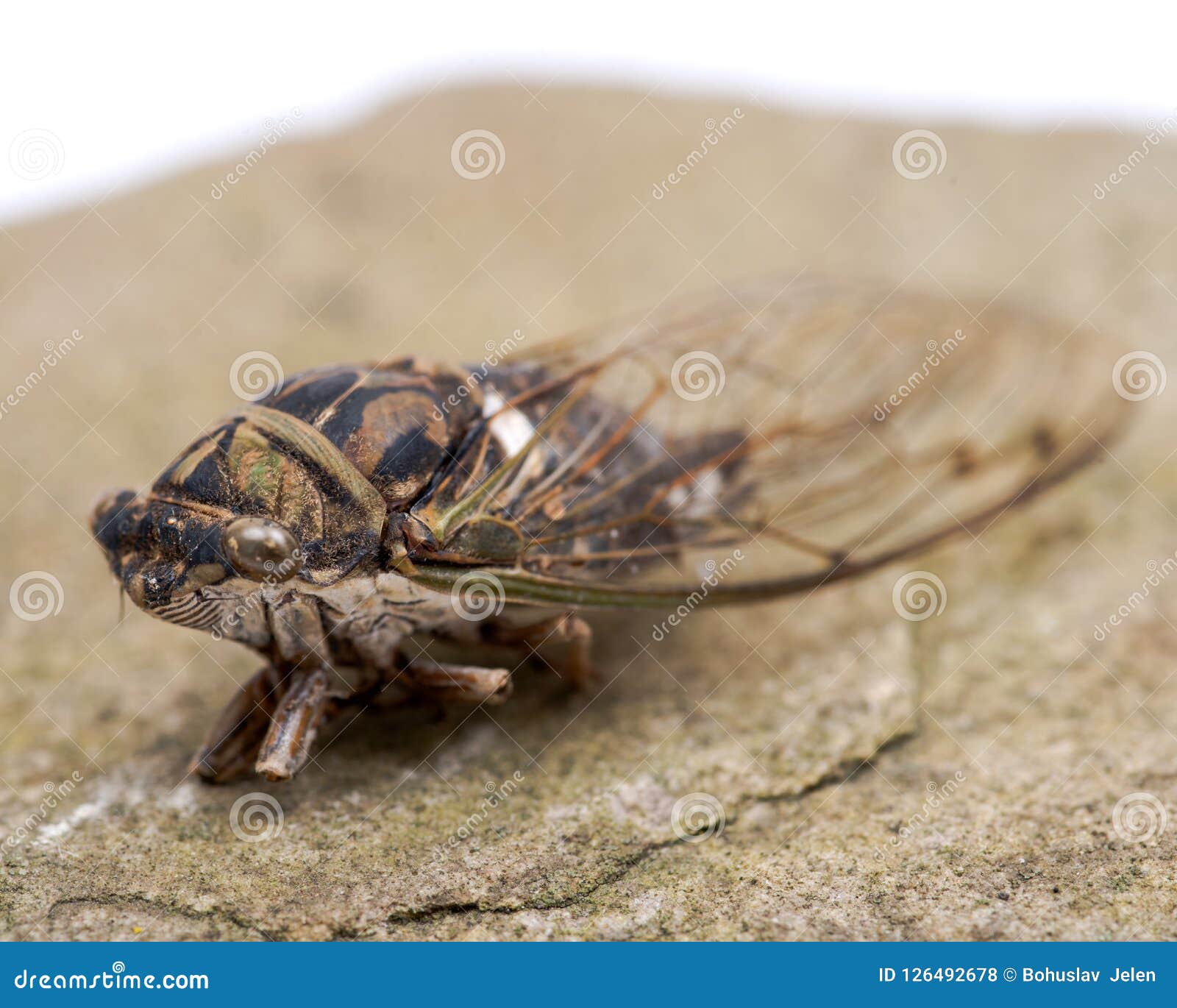Cigale Cicadoidea D'insecte Photo stock - Image of animal, anomalie ...