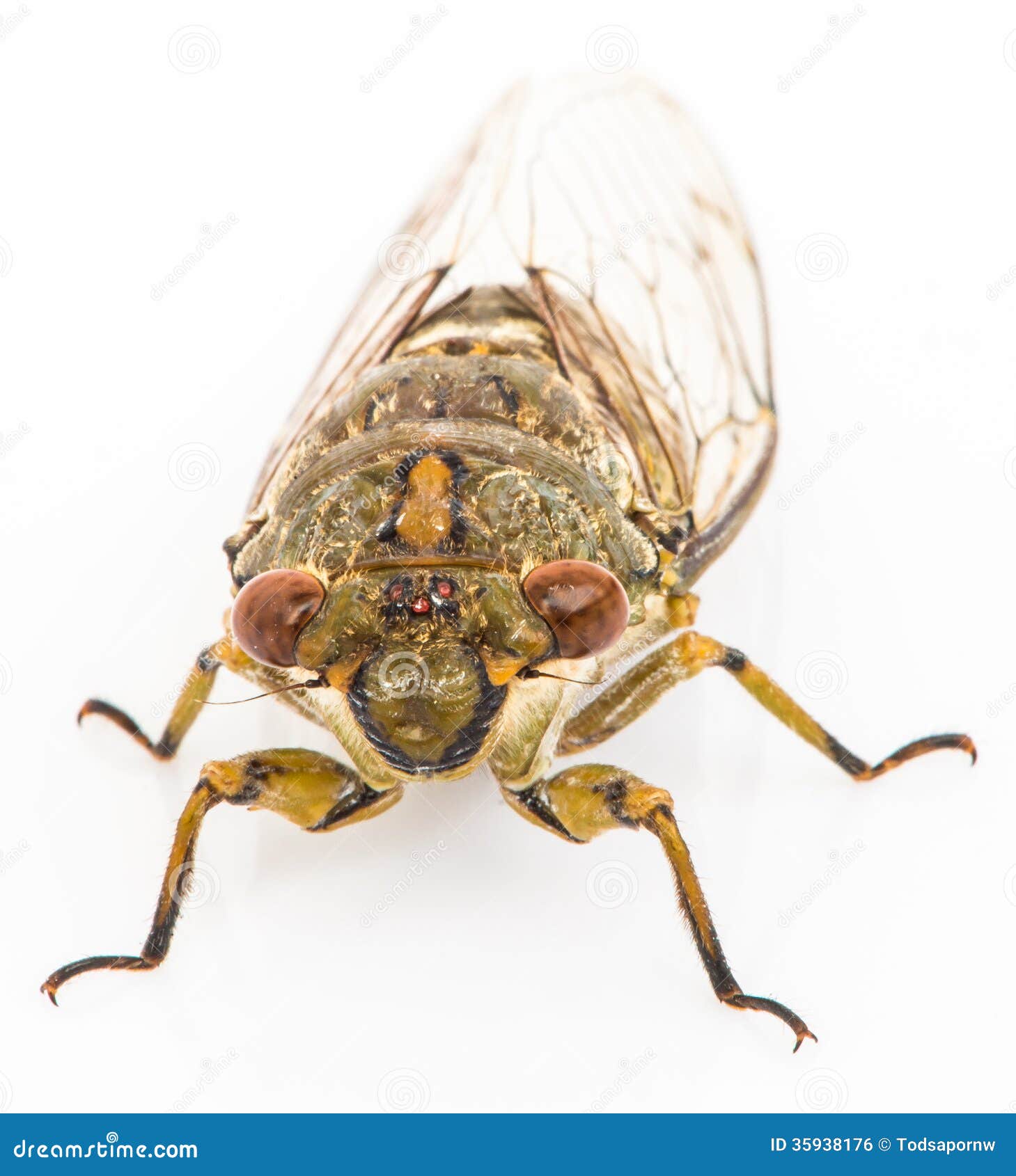 Cigale sur le fond blanc photo stock. Image du jour, fuselage - 35938176