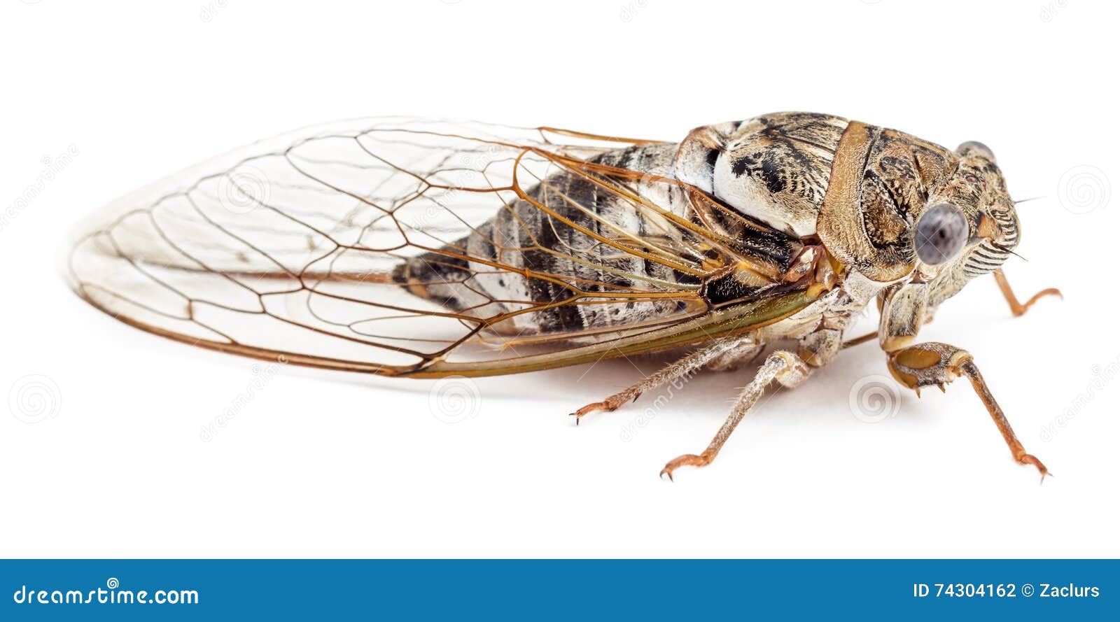 Cigale sur le fond blanc photo stock. Image du cigale - 74304162