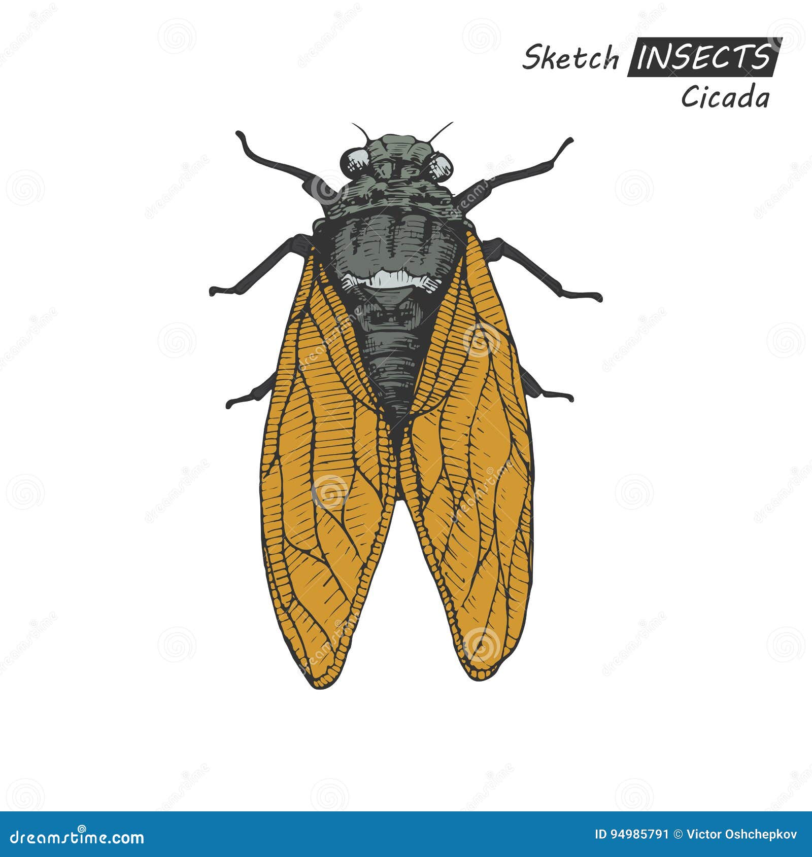 Cigale tirée par la main illustration de vecteur. Illustration du ...