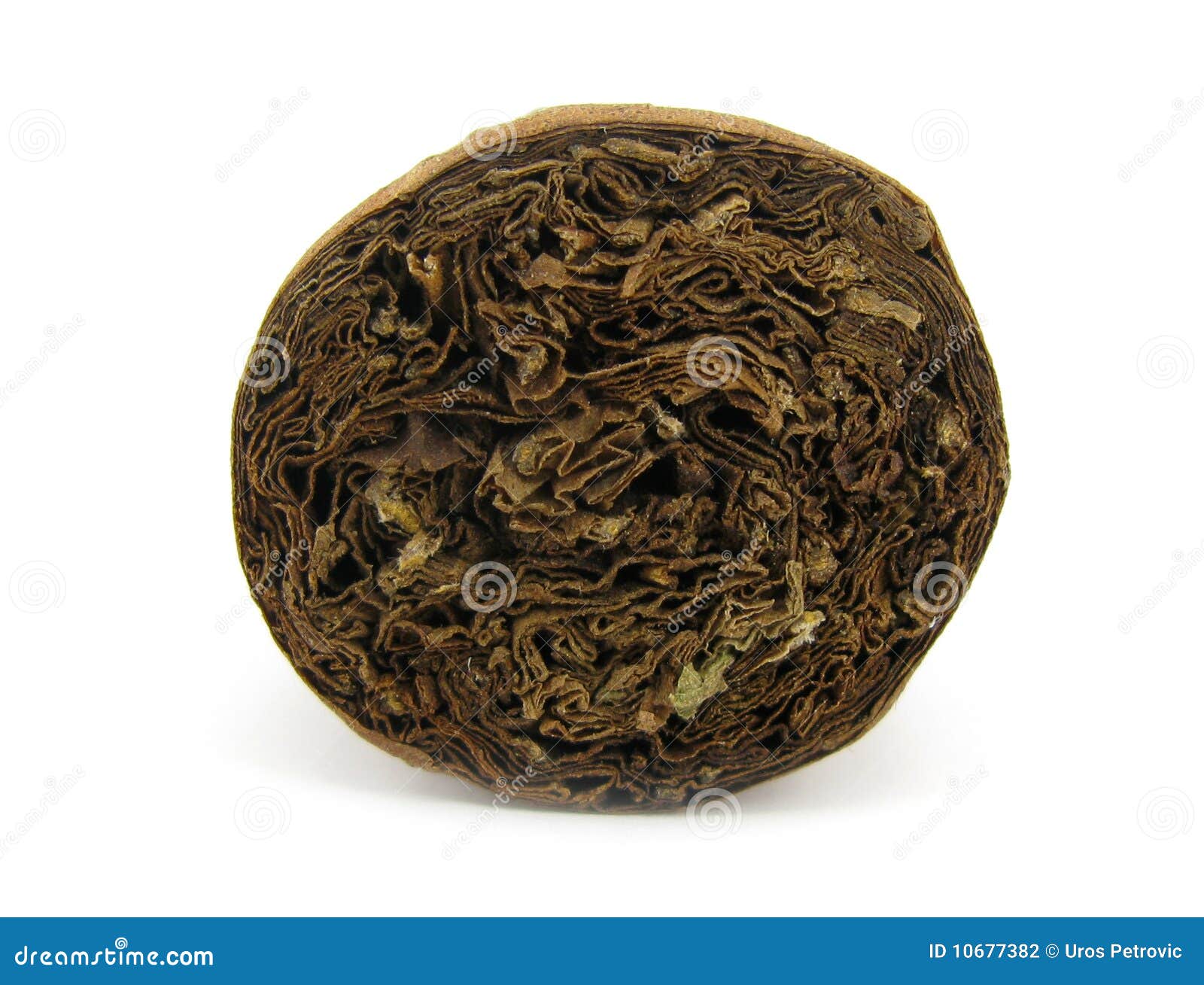 Cigar cross section stock photo. Image of cylindrical - 10677382