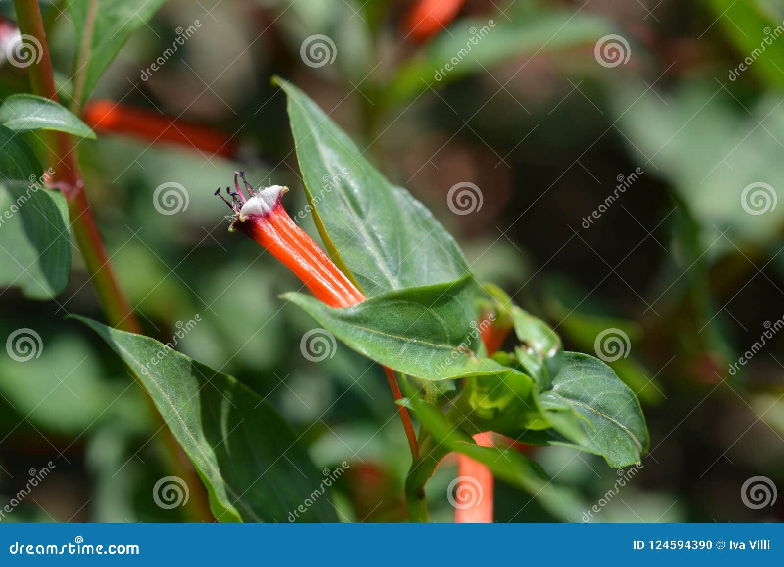 Cigar flower stock photo. Image of summer, firecracker - 124594390