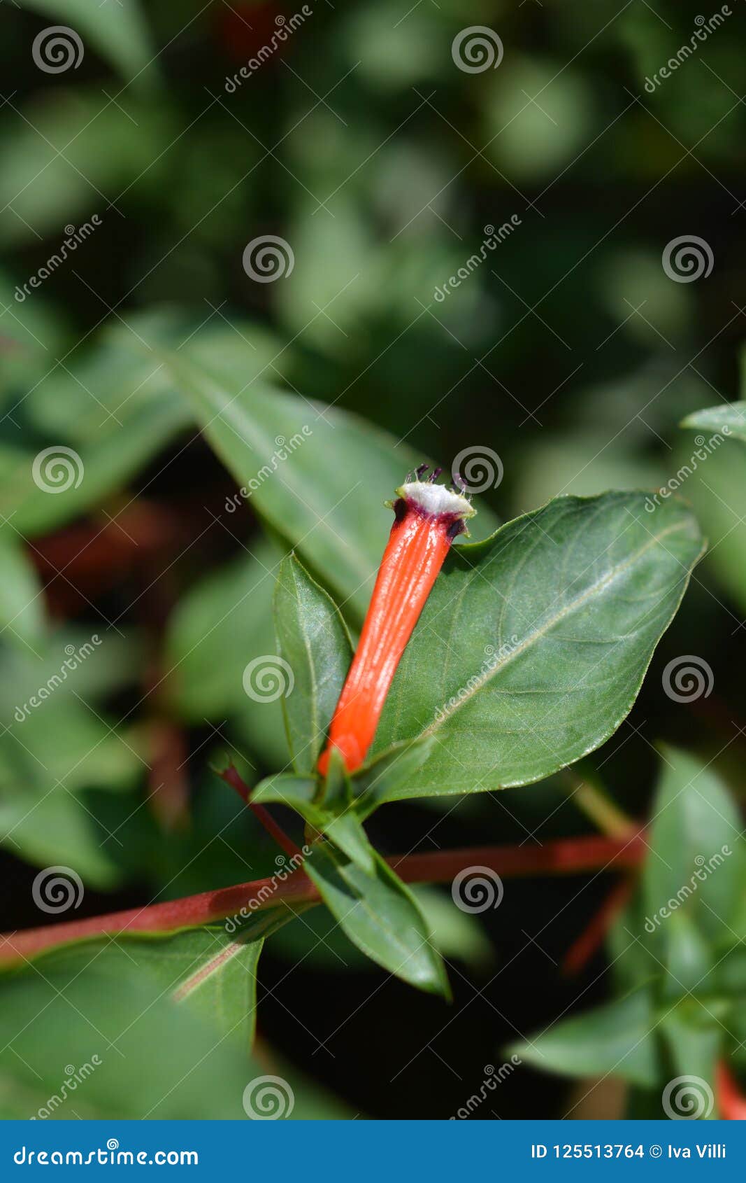 Cigar flower stock photo. Image of plant, outdoors, summer - 125513764