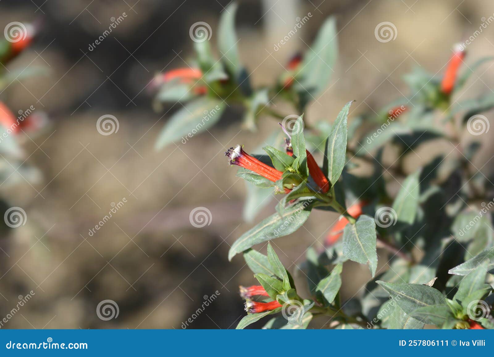 Cigar flower stock image. Image of cuphea, botany, summer - 257806111