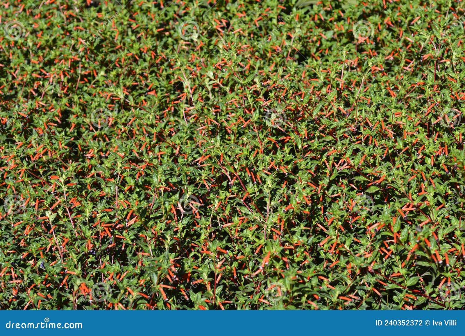 Cigar flower stock photo. Image of nature, mexican, summer - 240352372